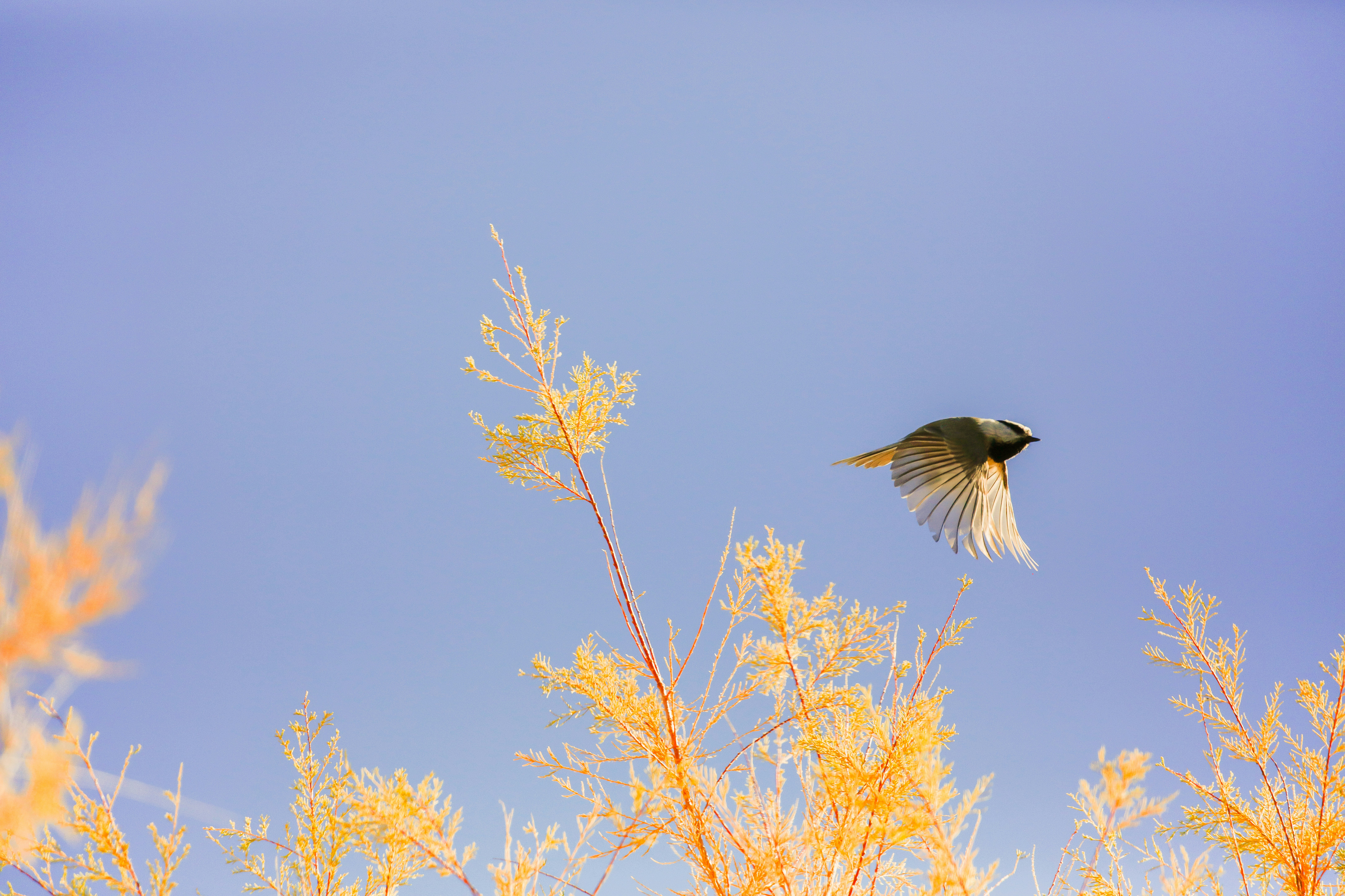 Small bird soaring above sunlit branches against a clear blue sky.