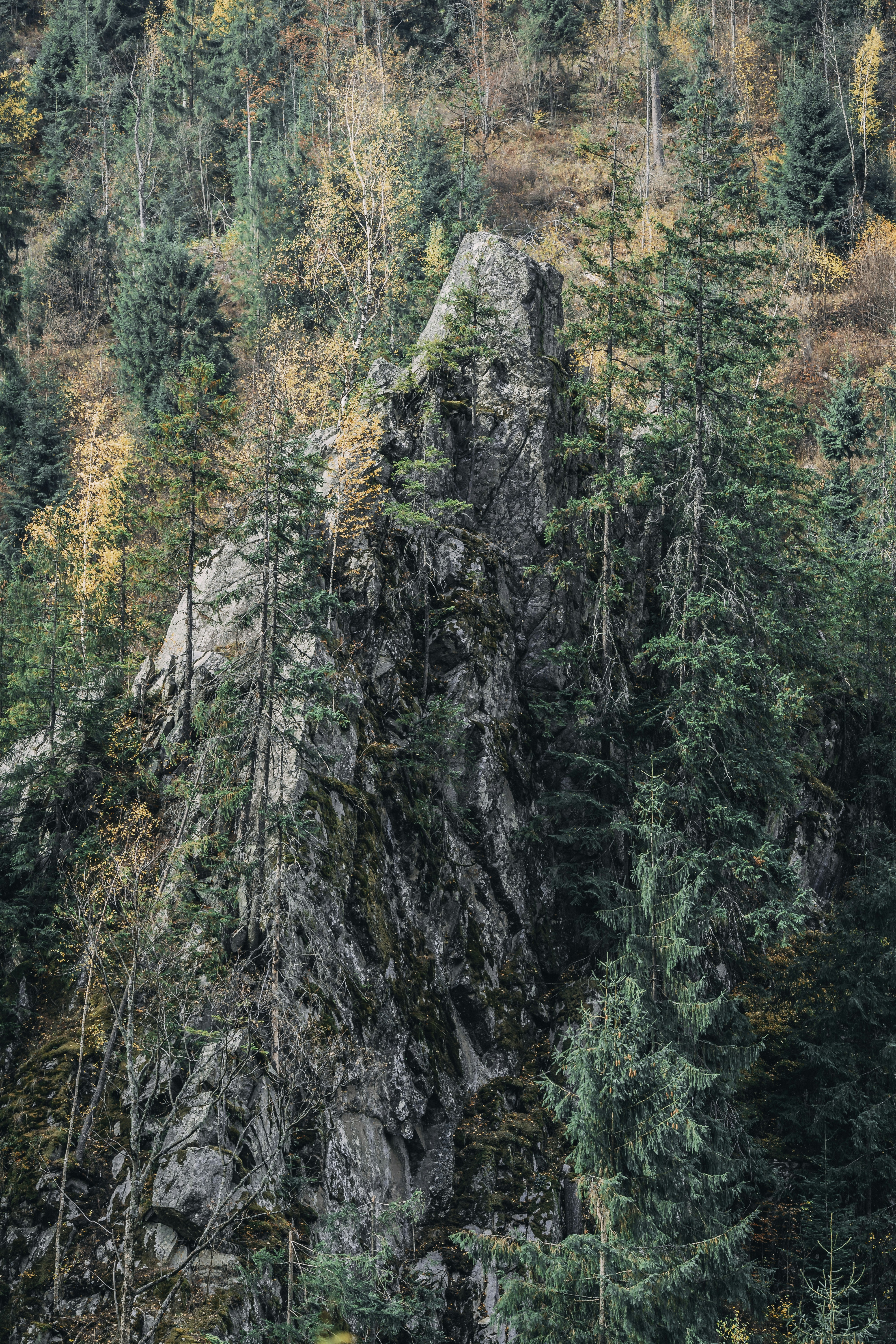 A rugged rock formation stands tall amidst a sea of evergreen trees, showcasing the vibrant hues of autumn foliage. The scene embodies the tranquility of nature's resilience.