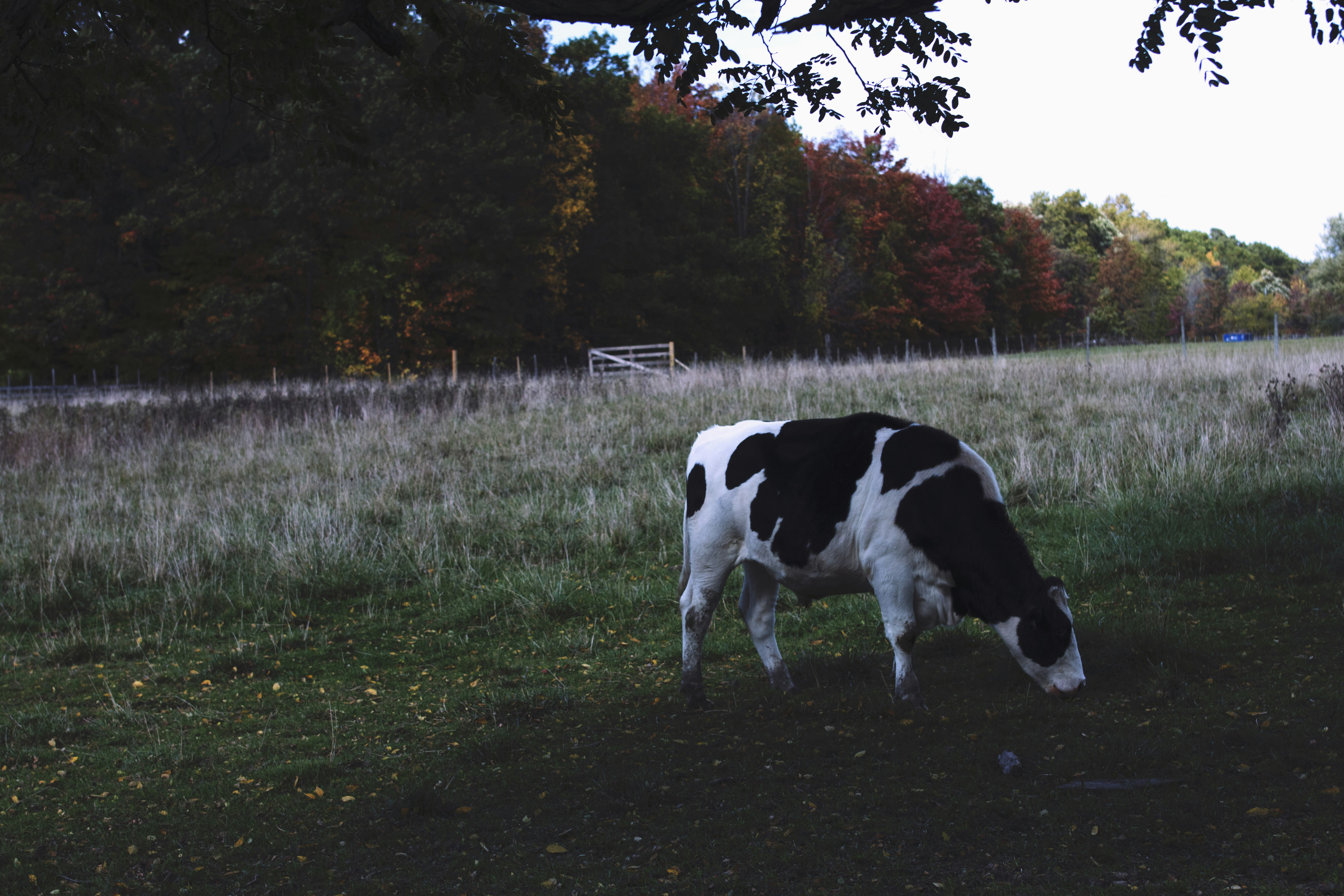 A Holstein cow grazing in a serene field, surrounded by autumn foliage with vibrant colors. The peaceful rural setting highlights the beauty of nature.