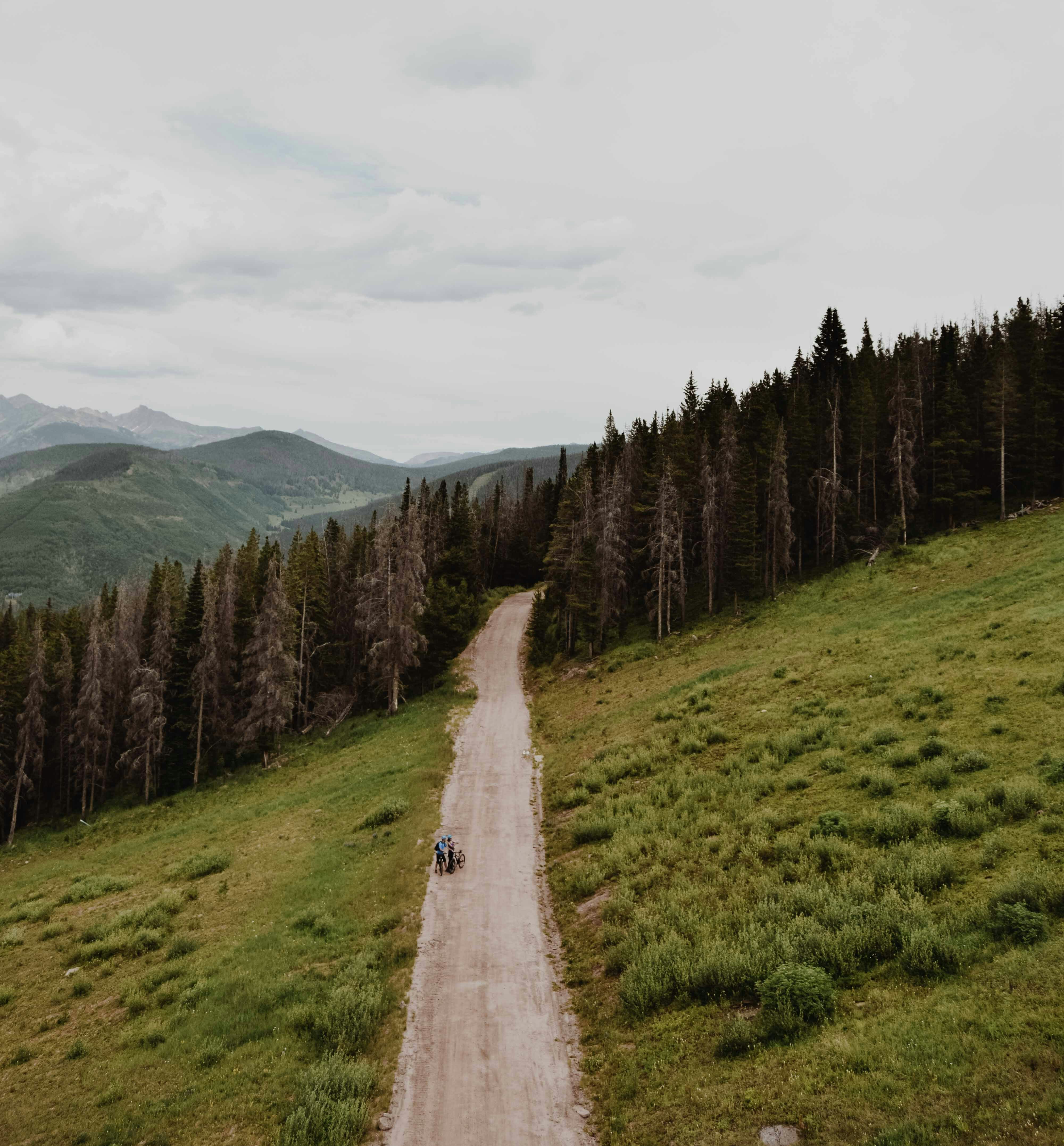 Forset Pictures | Download Free Images on Unsplash