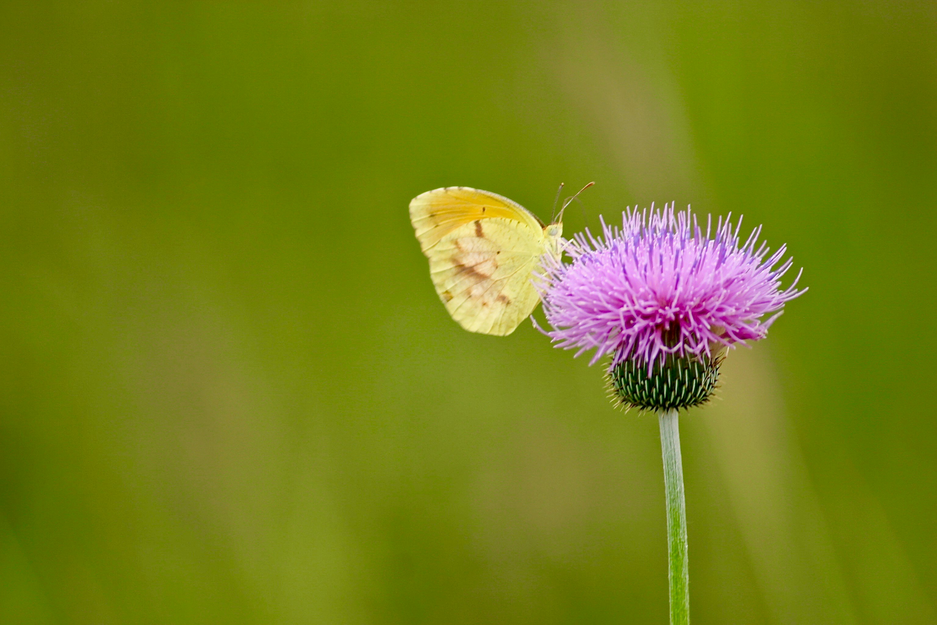 Yellow butterfly perched on a vibrant purple thistle against a blurred green background.