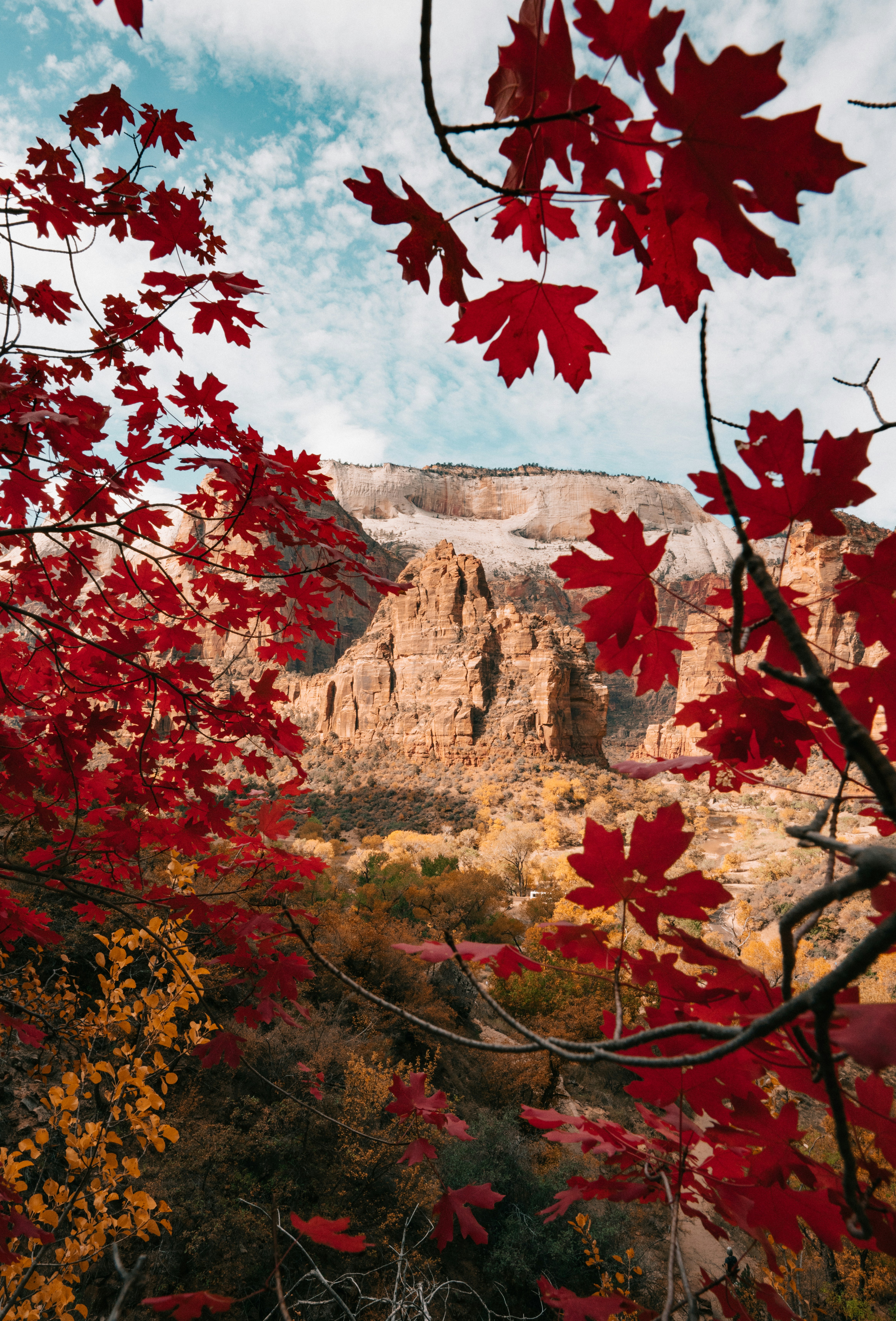 Hiking through the foliage of Zion is a first for me and won’t be the last. | red maple leaves at daytime