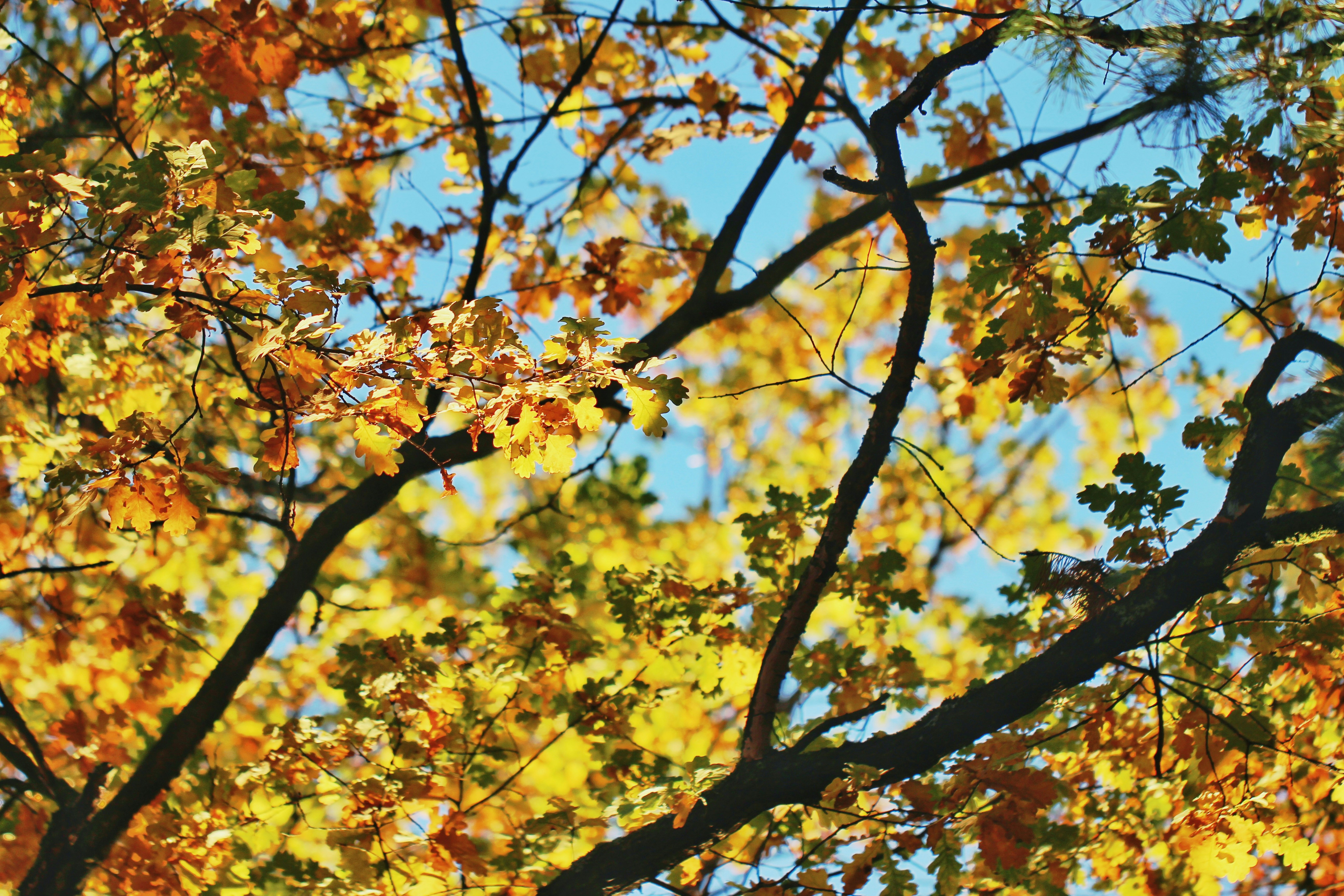 Vibrant autumn leaves in shades of yellow and orange interspersed with branches against a clear blue sky.