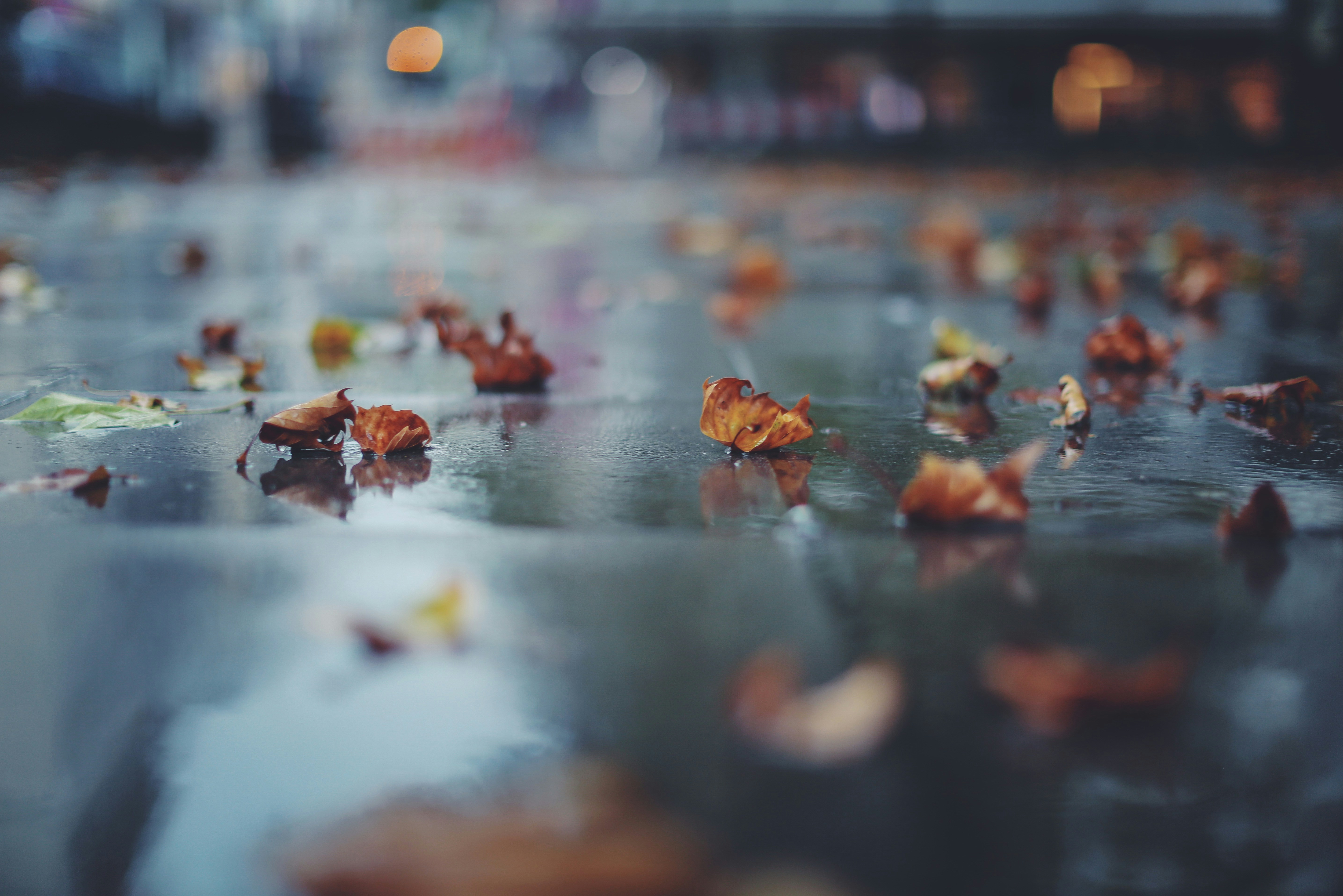 Rain-kissed Leaves on a Shimmering Pavement