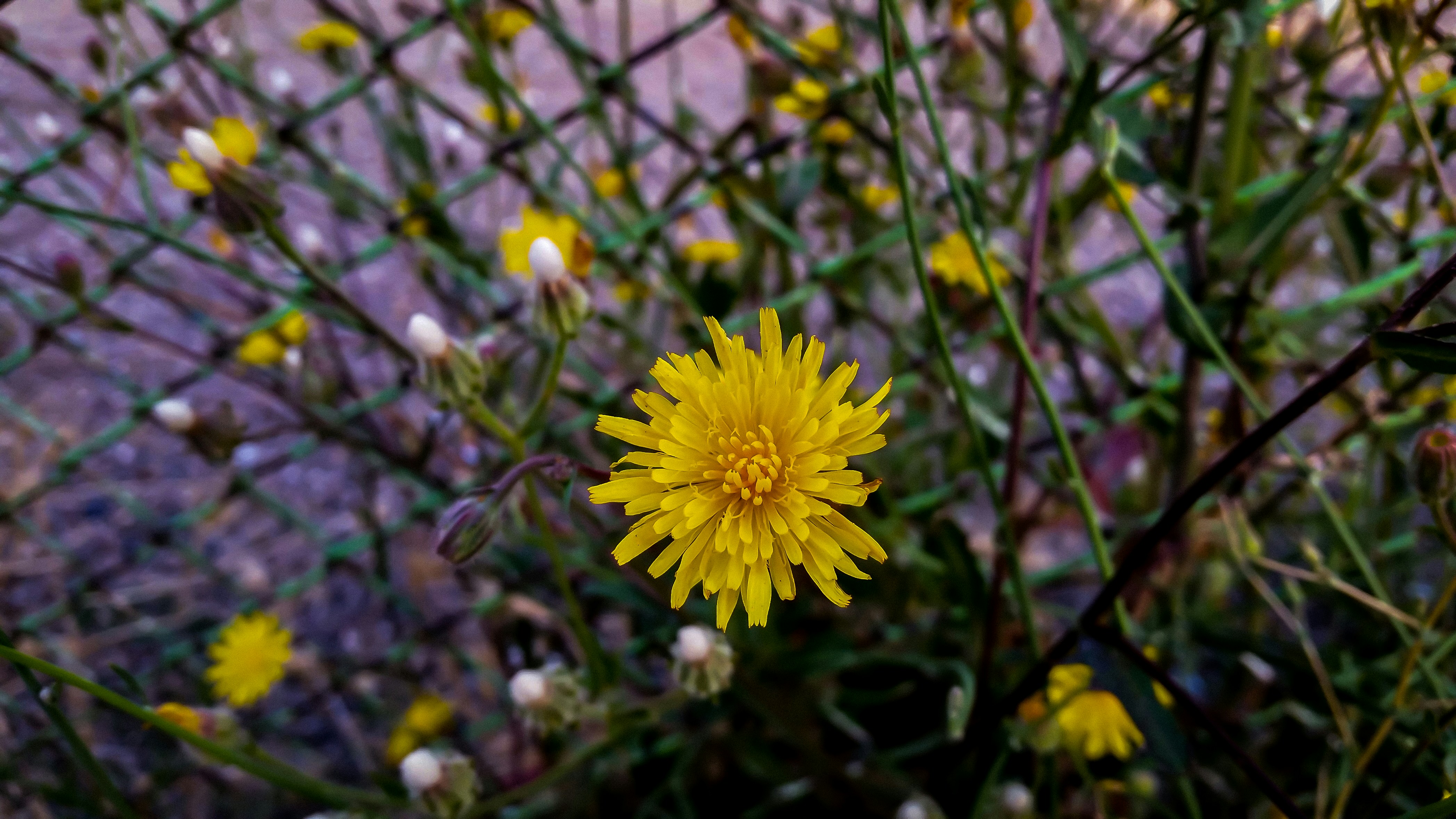 Vibrant Dandelion Amidst Urban Textures
