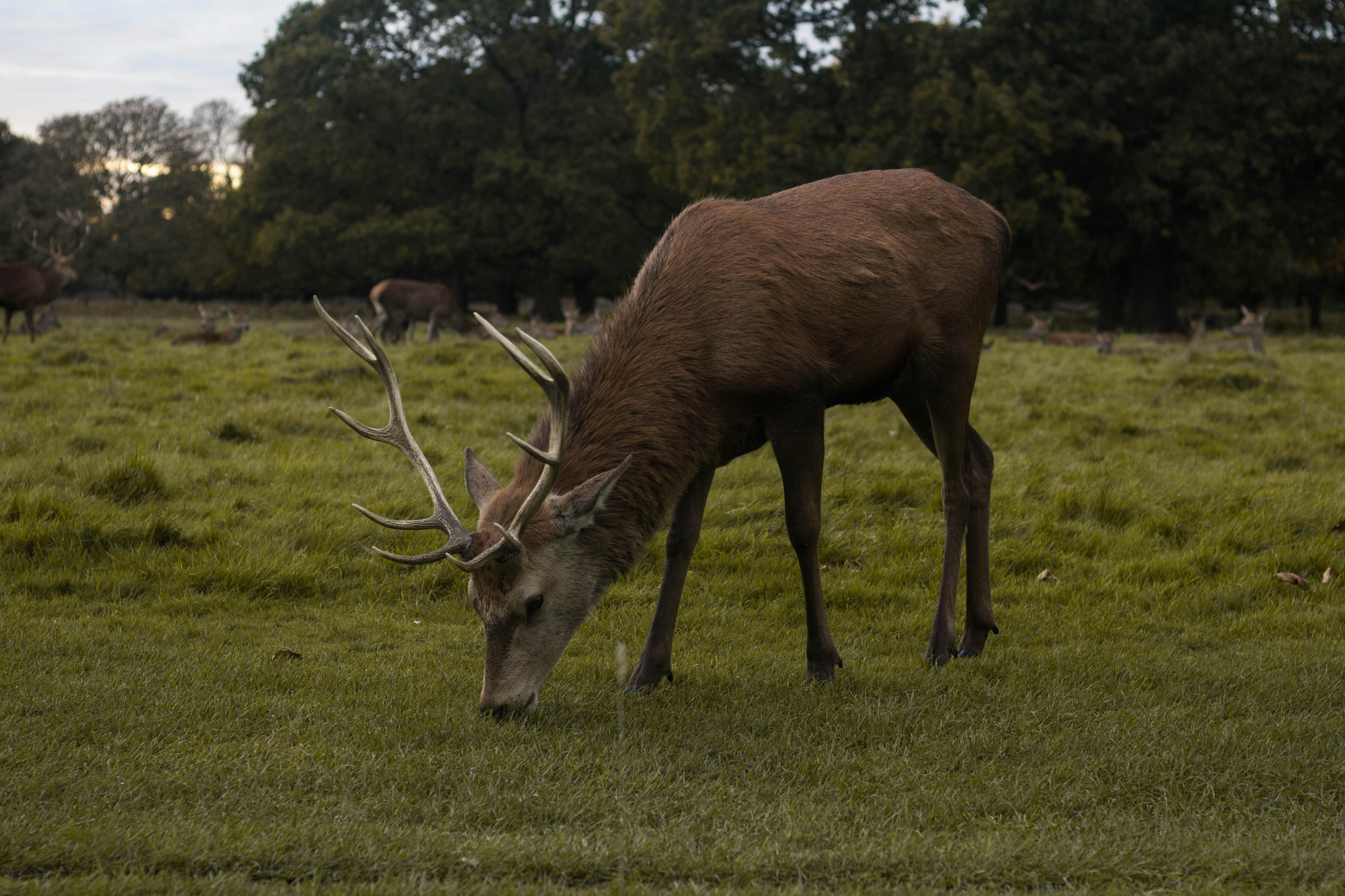 Serene Grazing Under Woodland Canopy
