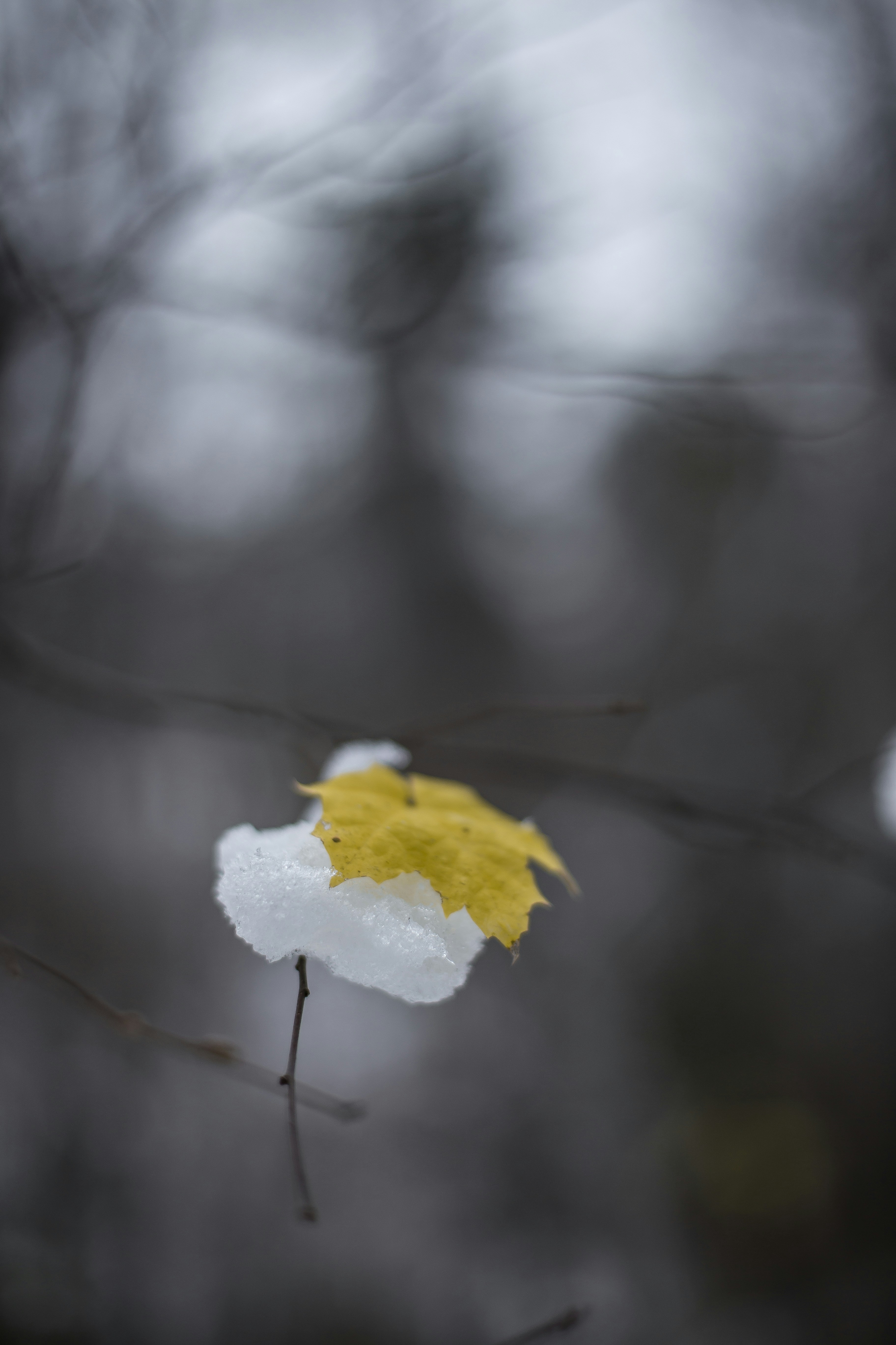 Snow-Kissed Yellow Leaf on a Bare Twig in Velvet Winter Blur