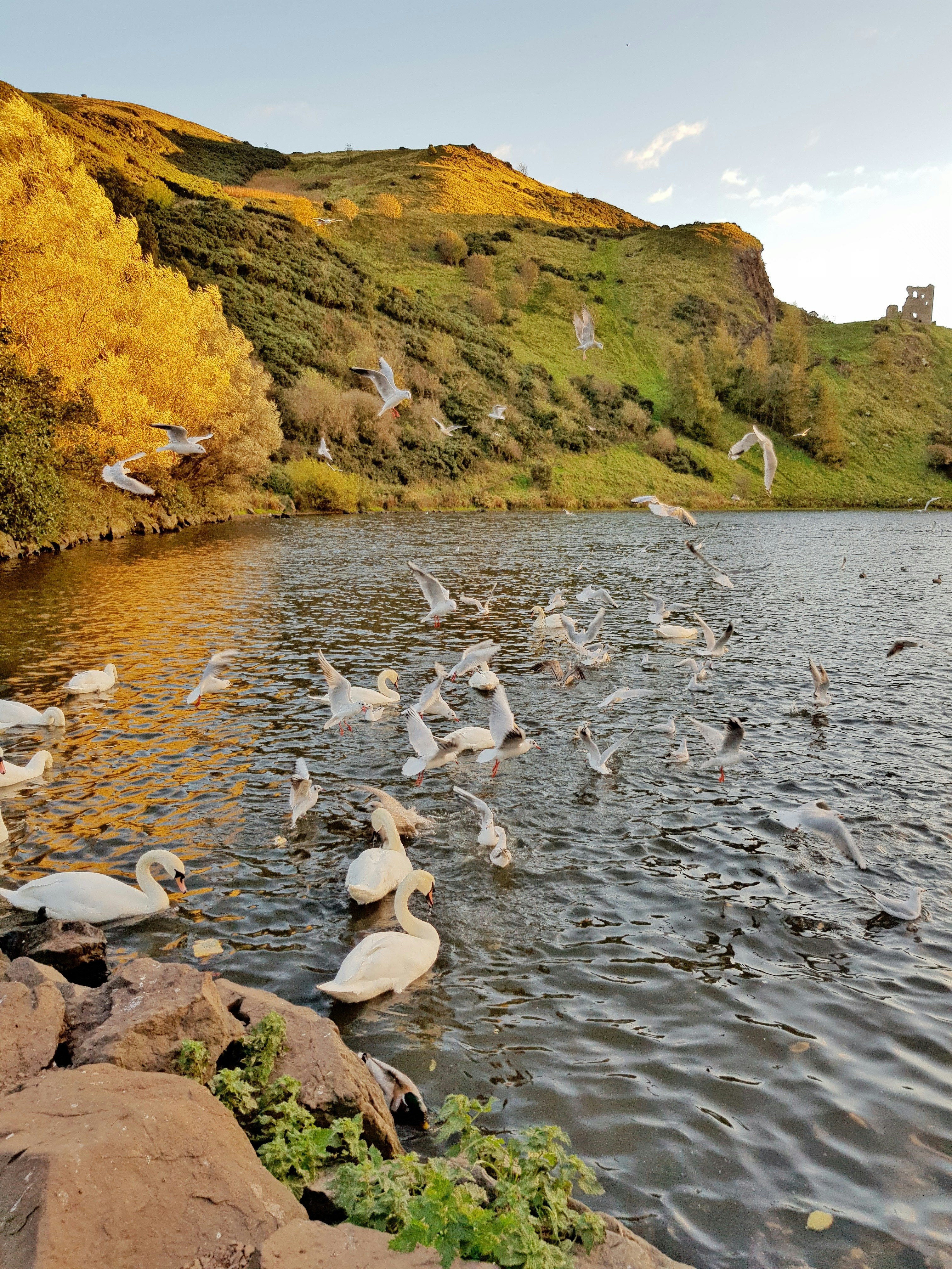 Golden Hills, White Birds: A Lakeside Flock at Dusk