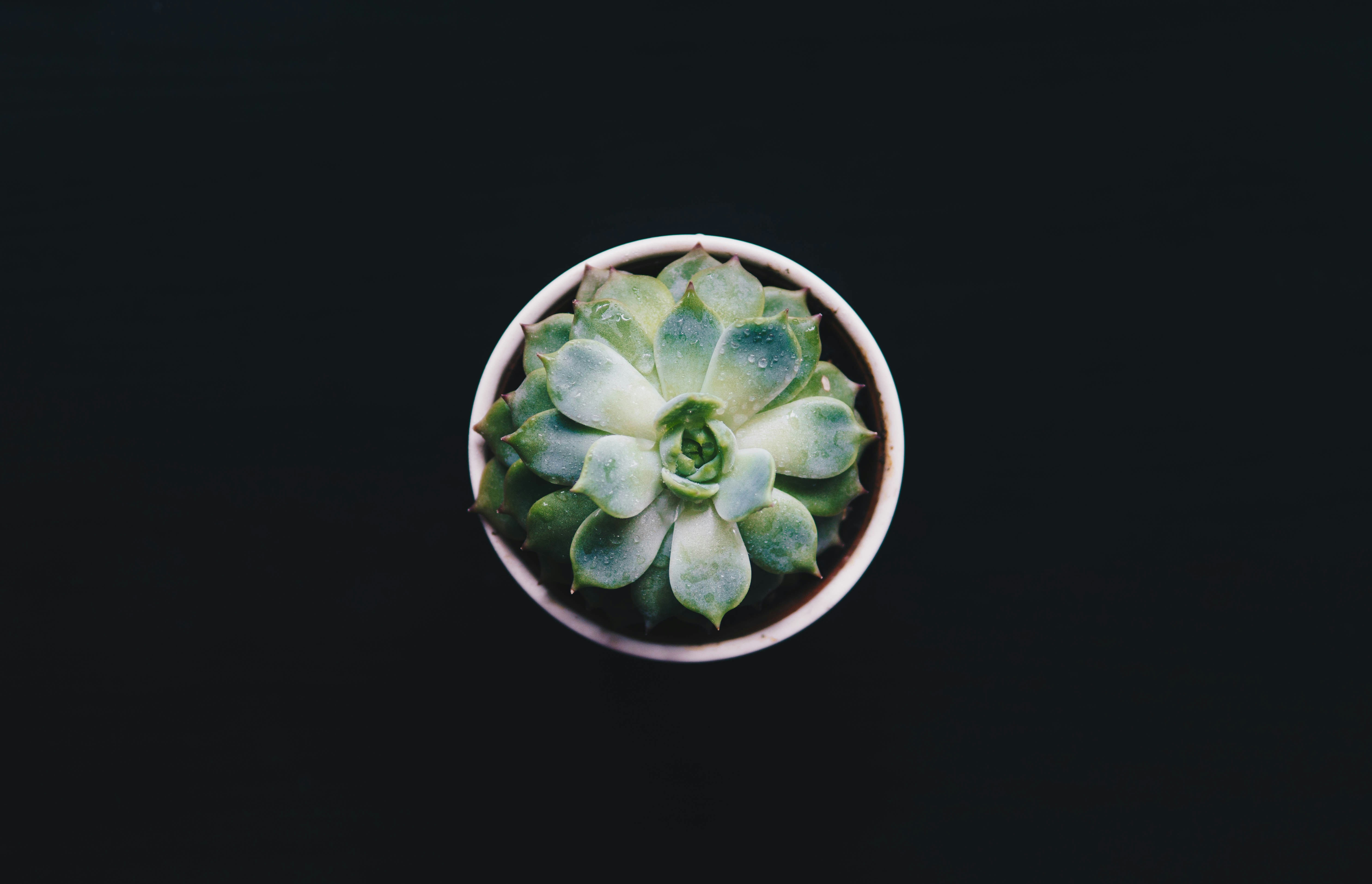 Central Rosette: Top-Down Portrait of a Succulent in Noir