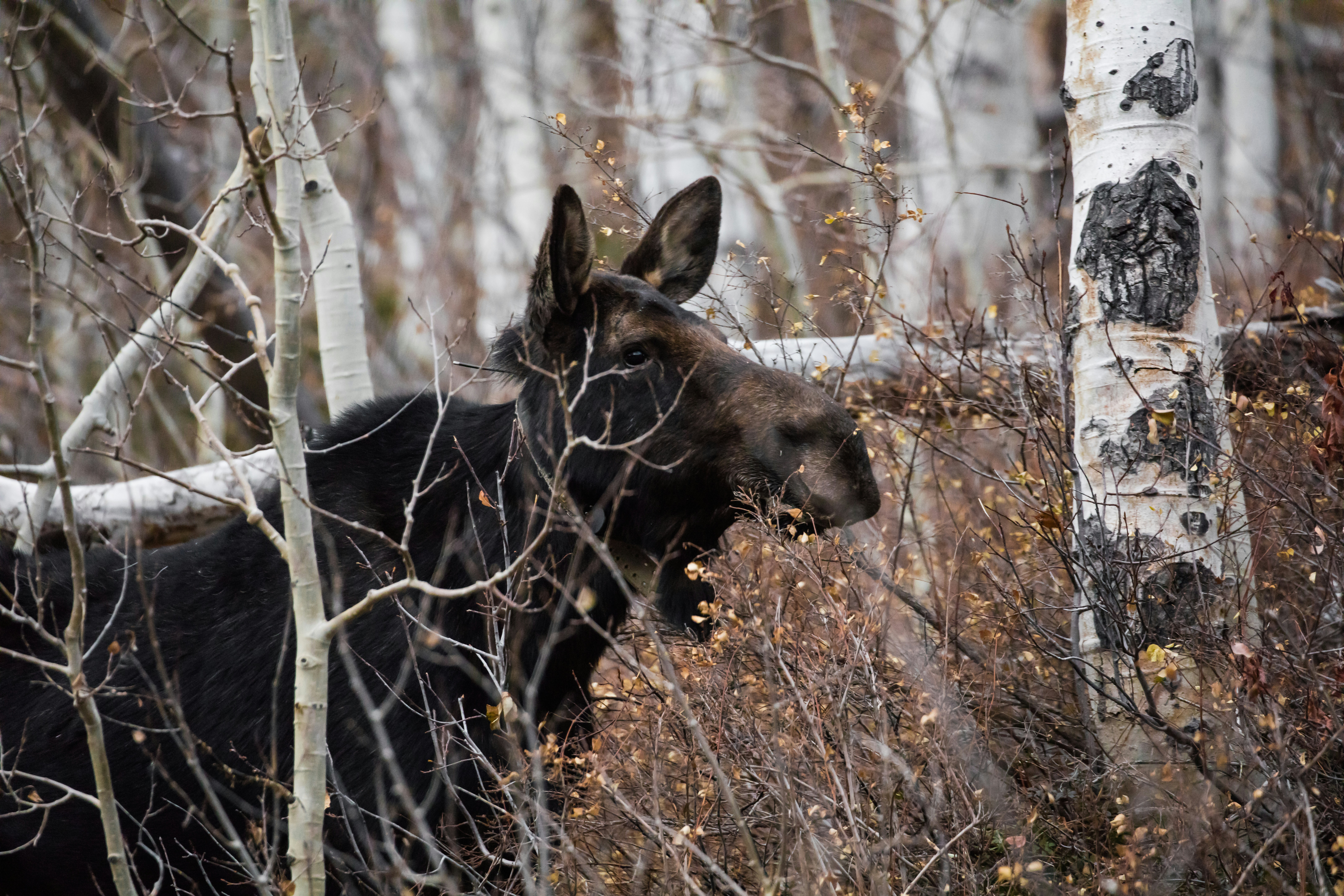 Moose concealed in dense thicket of autumn branches and white aspens.