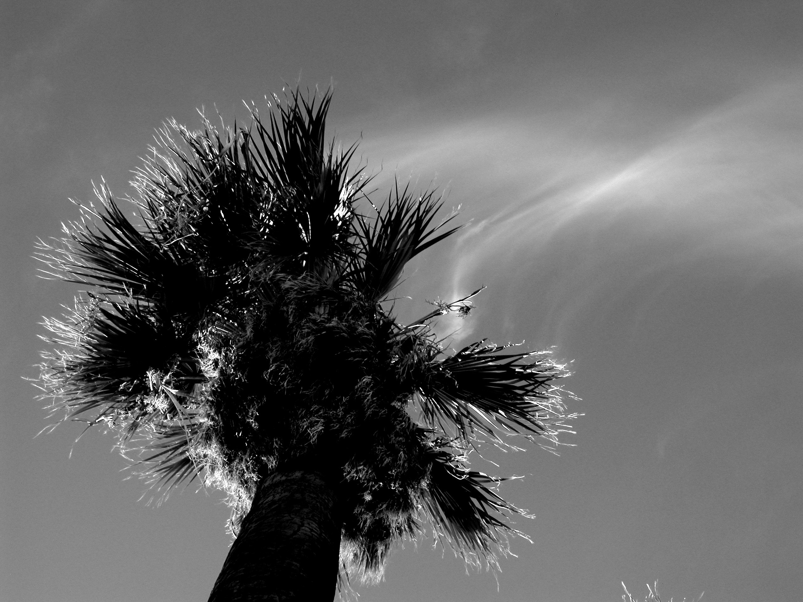 Deserted Palm Silhouette Beneath a Swirl of Sky