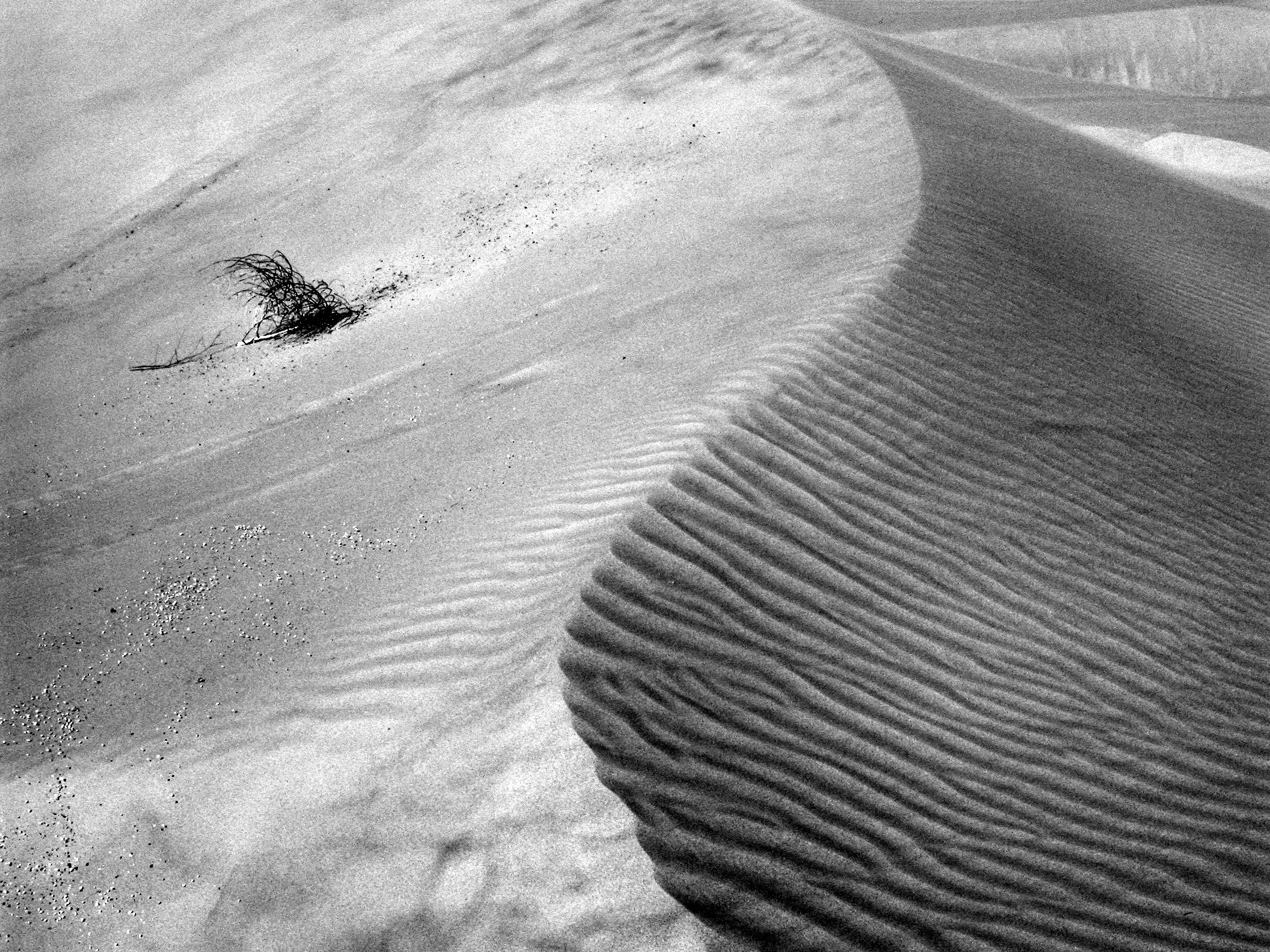 Grayscale photography of desert photo – Free Grey Image on Unsplash