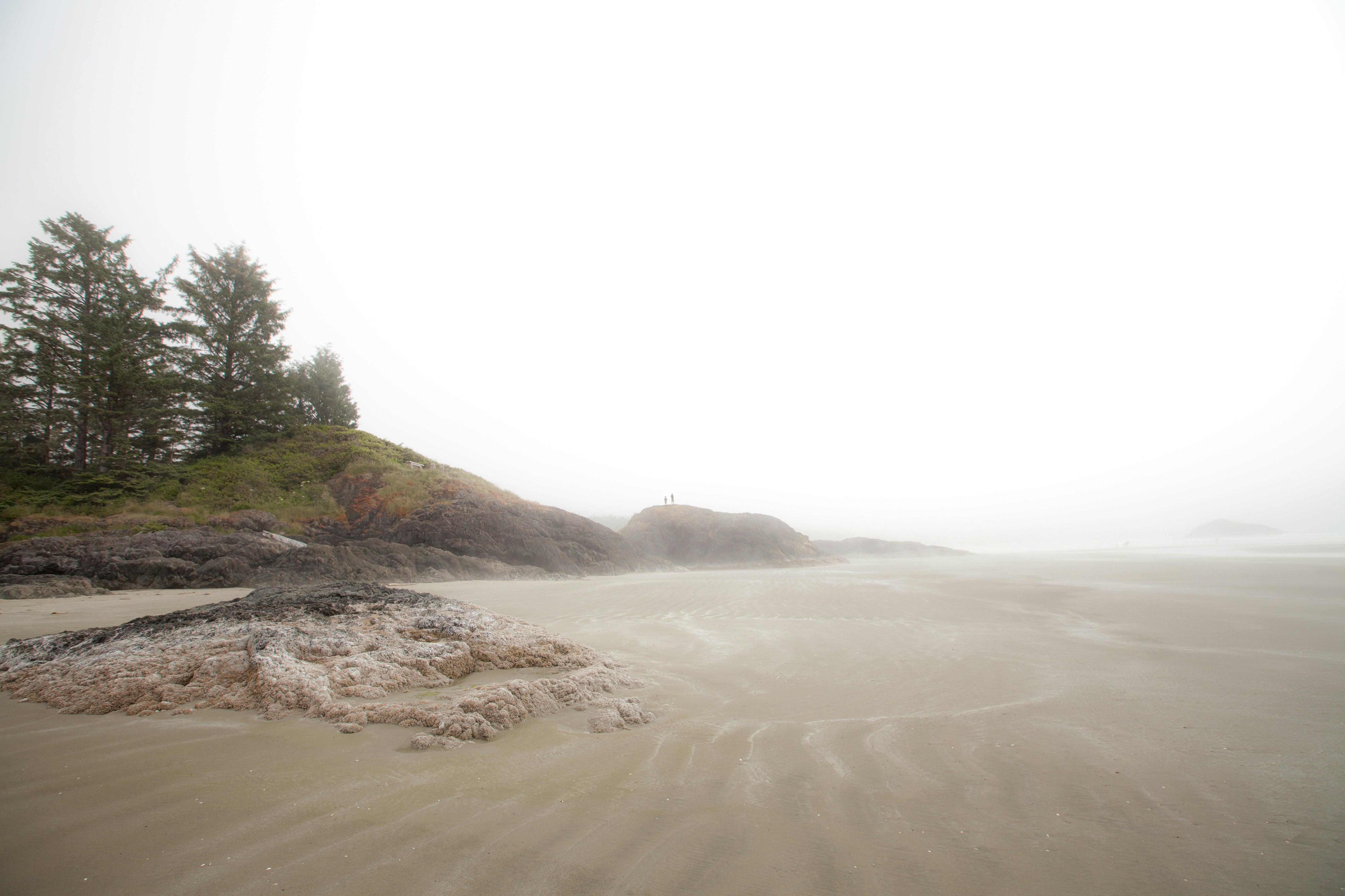 Forest at seaside under cloudy sky during daytime photo – Free Tree ...