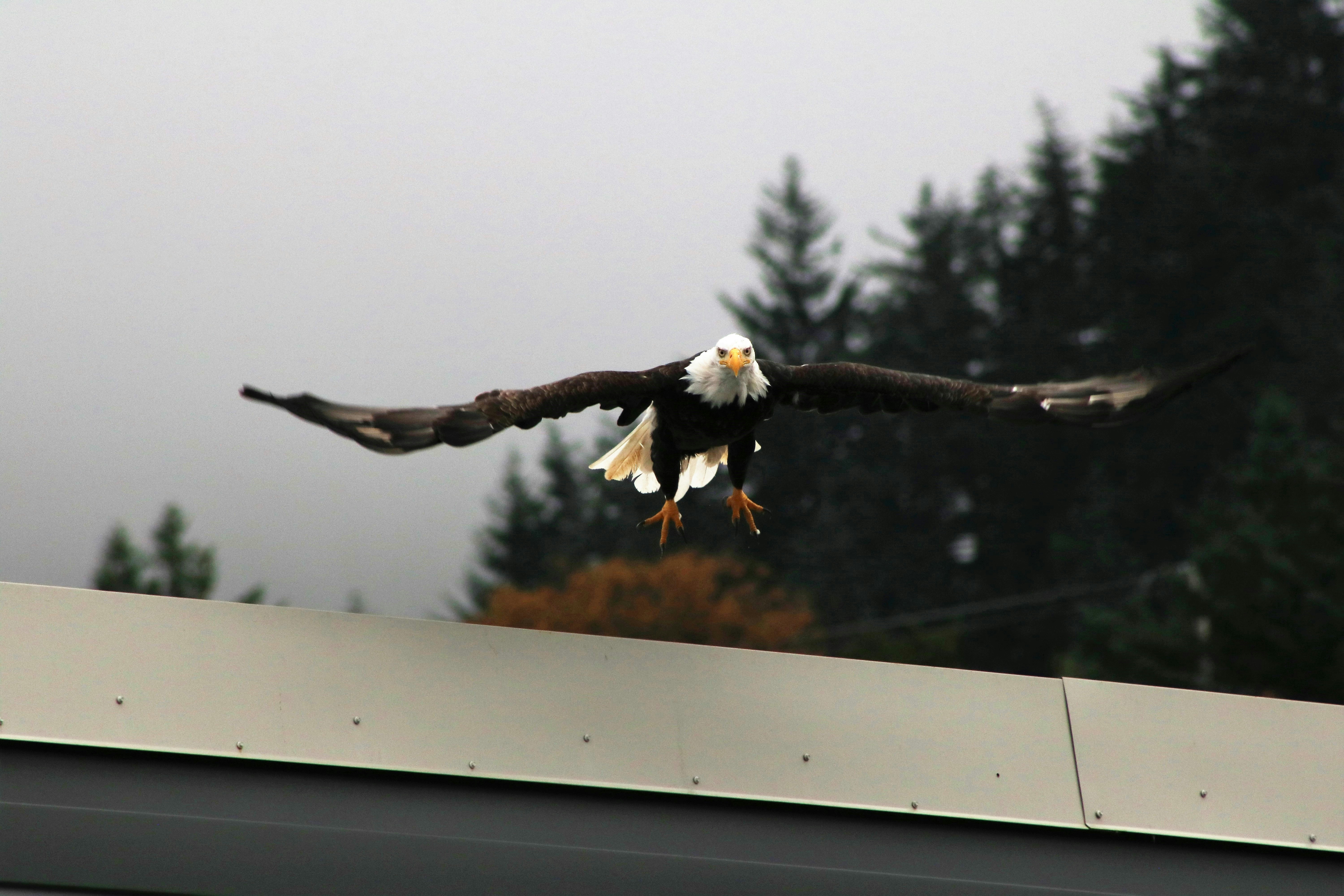 Bald Eagle in Suspended Flight Over a Quiet Rooftop