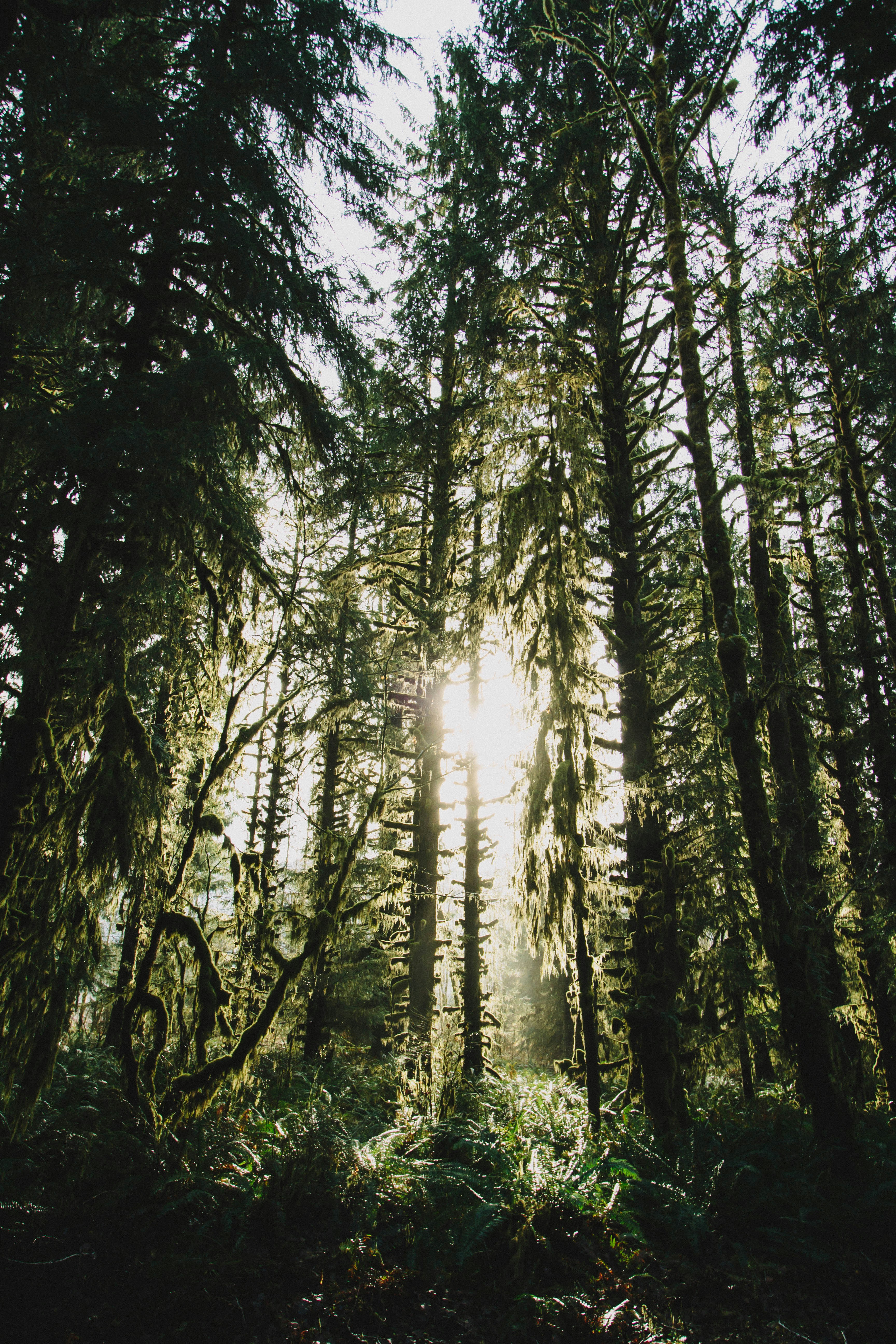 Sunlight filtering through towering trees in a lush forest, creating a serene atmosphere. Moss-covered trunks and underbrush add to the enchanting scene.