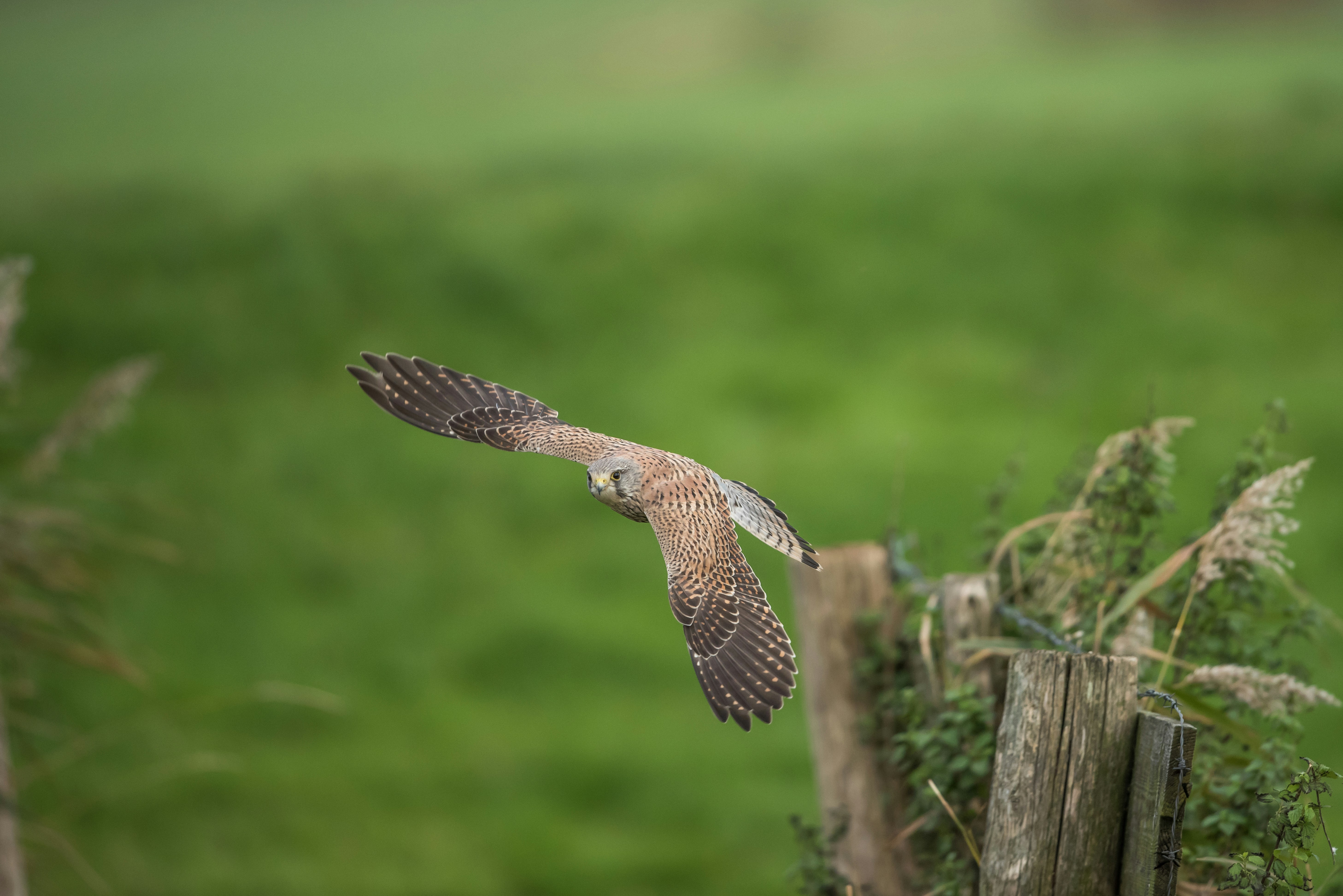 A hawk gliding effortlessly over a rustic fence in a lush green landscape, showcasing its impressive wingspan.