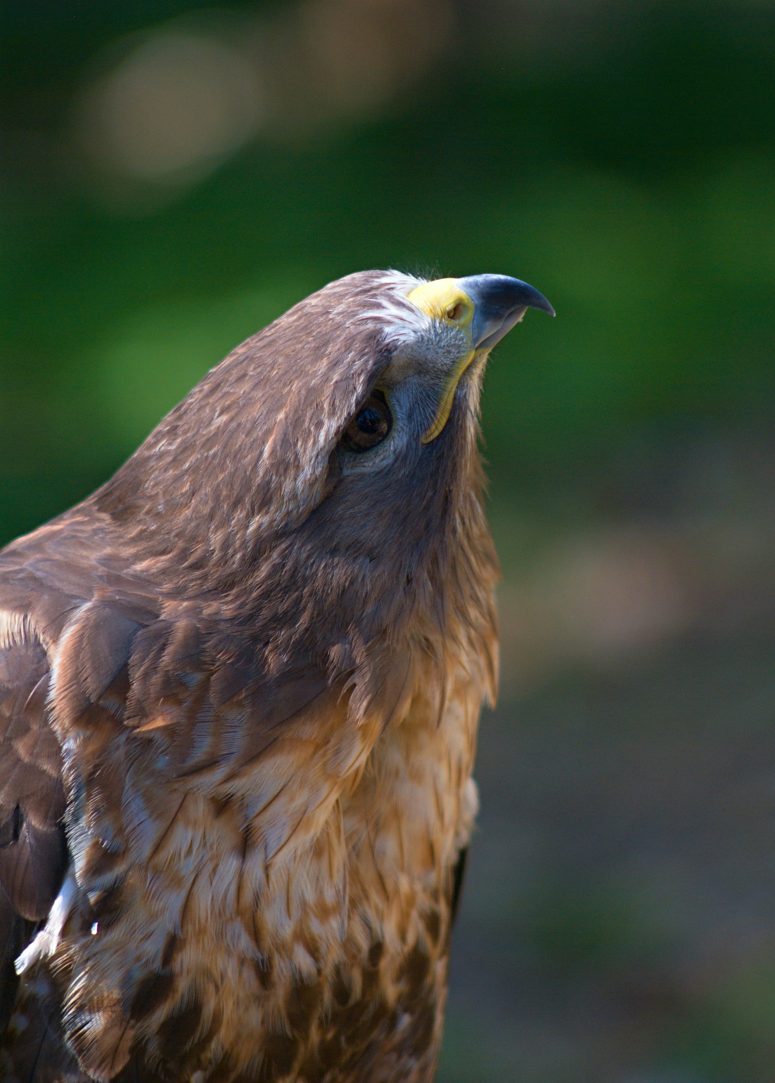 Buteo Buteo
Pentacon 135/2.5 @ cca F3.7 | brown hawk selective focus phot o