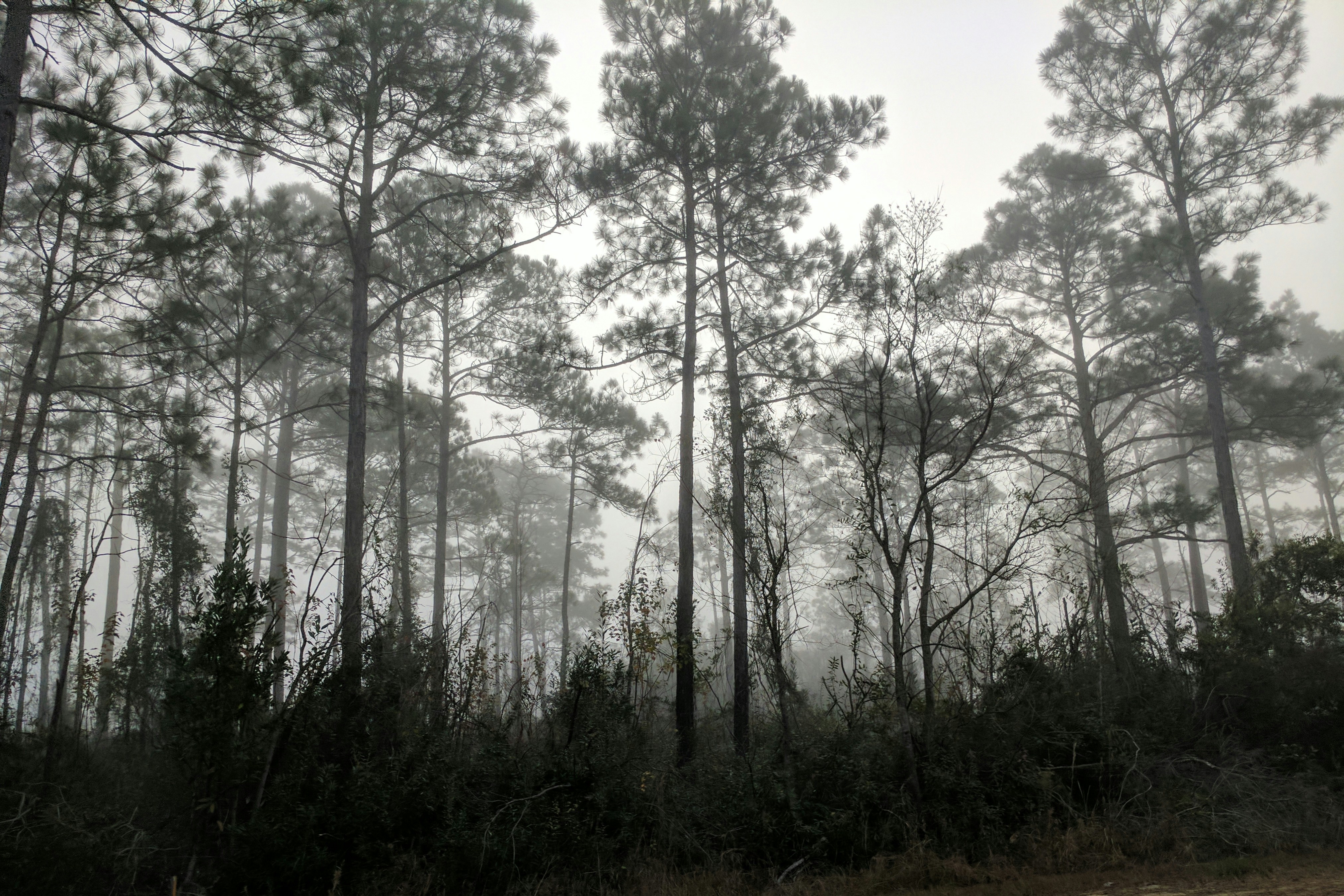 Tall trees shrouded in morning fog create a serene forest scene.