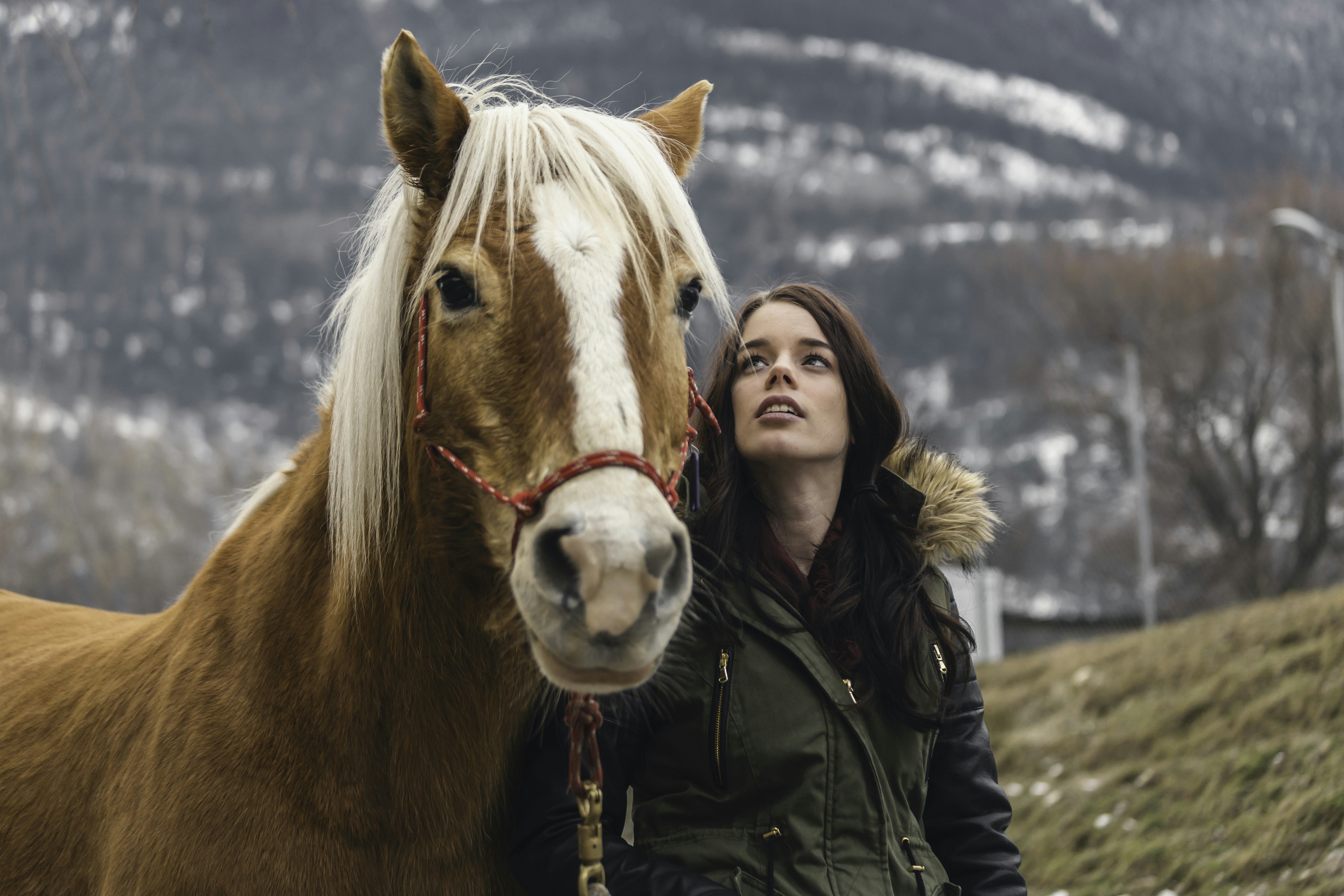 Between Hoofprints and Horizons: Quiet Moment with a Snow-Dusted Horse