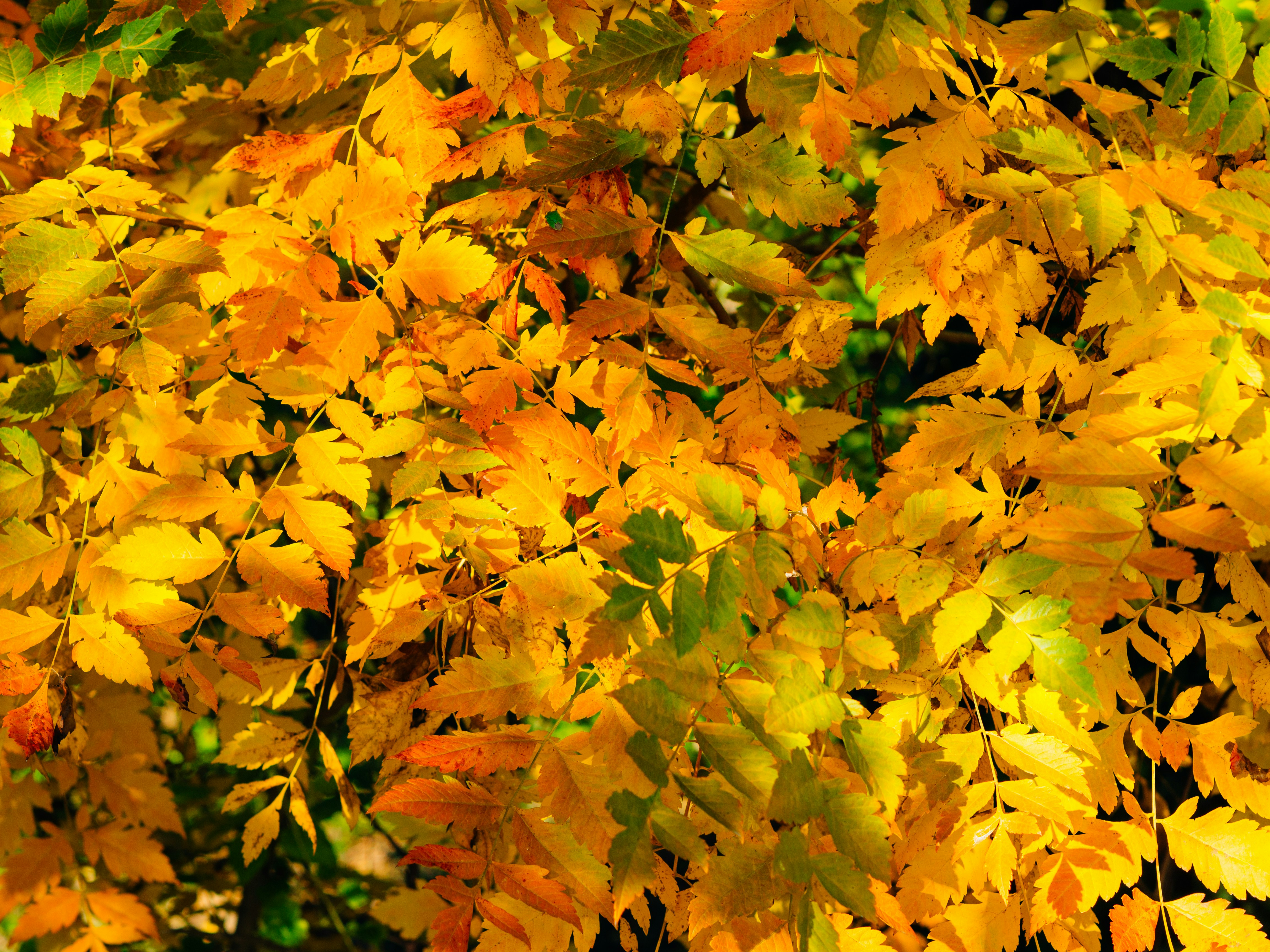 Vibrant yellow and orange leaves create a dense autumn canopy.