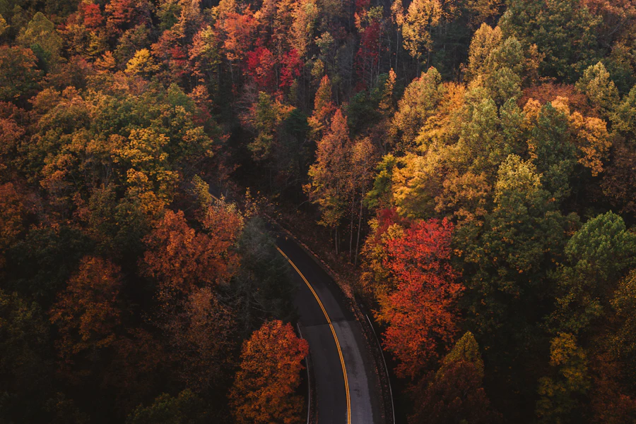 A winding paved road cuts through dense forest in peak fall color, with red, orange, and gold foliage filling the frame.