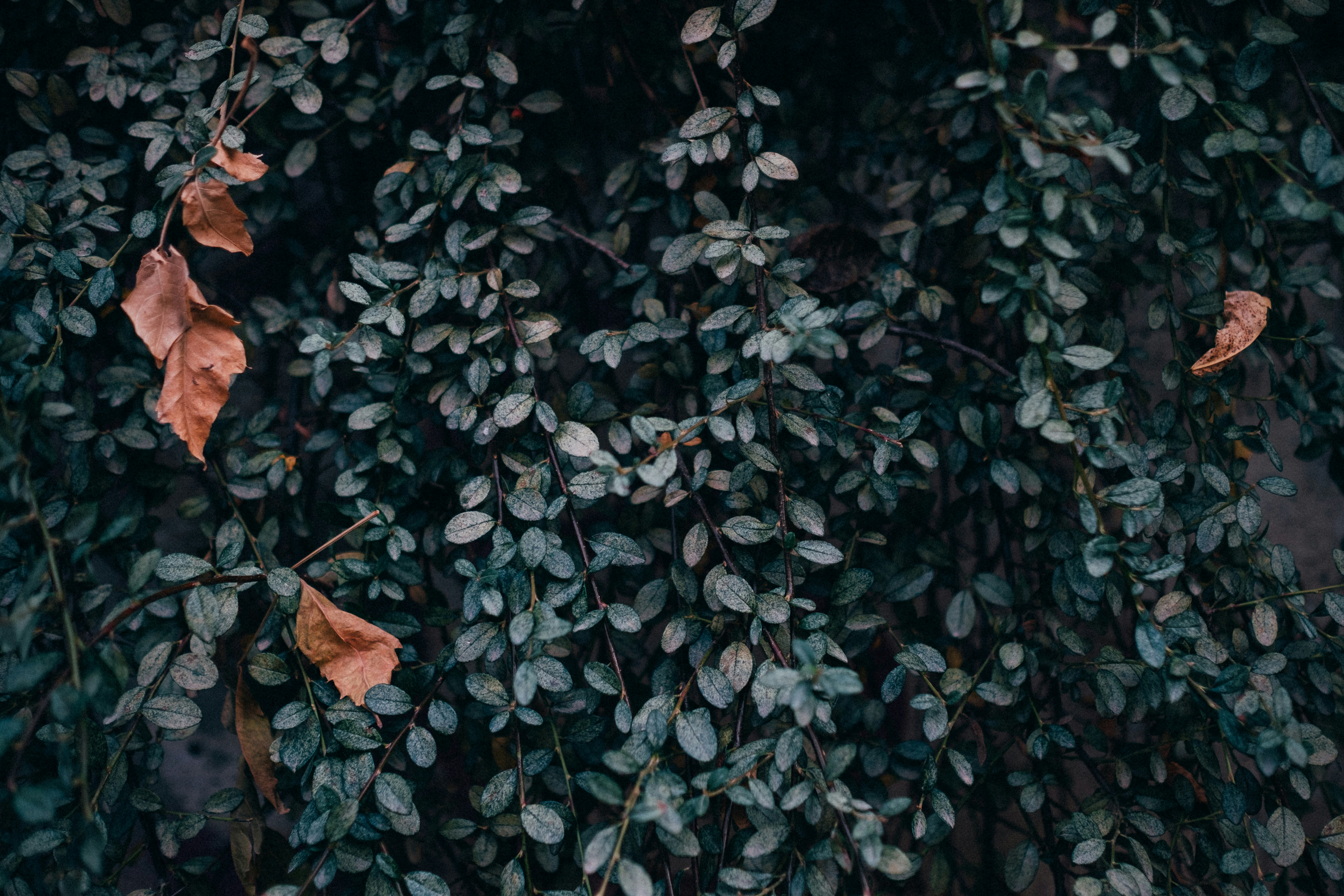 Green leaf plants photo – Free Greenery Image on Unsplash