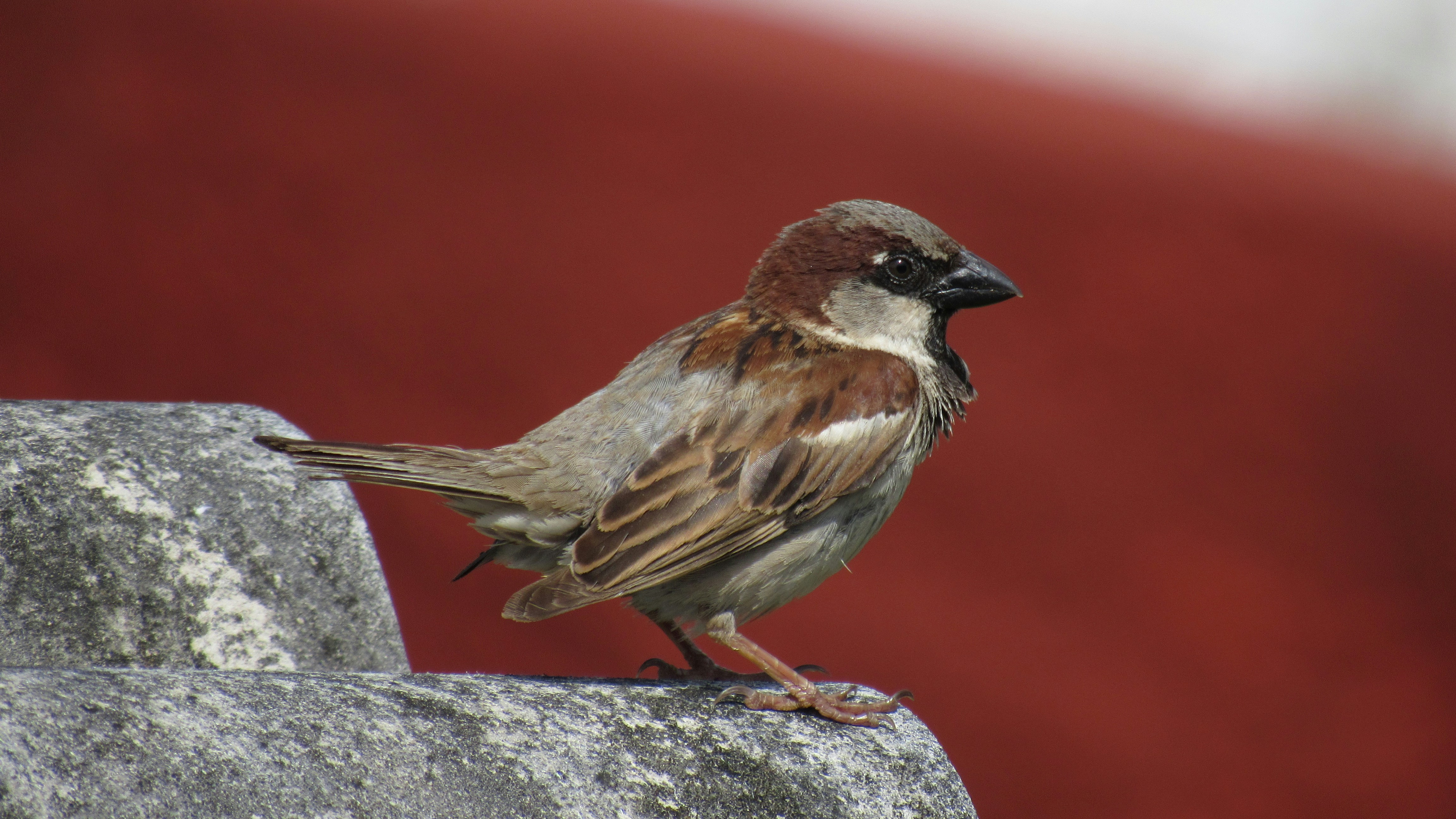 Deep | selective focus photography of bird standing on gray rocks