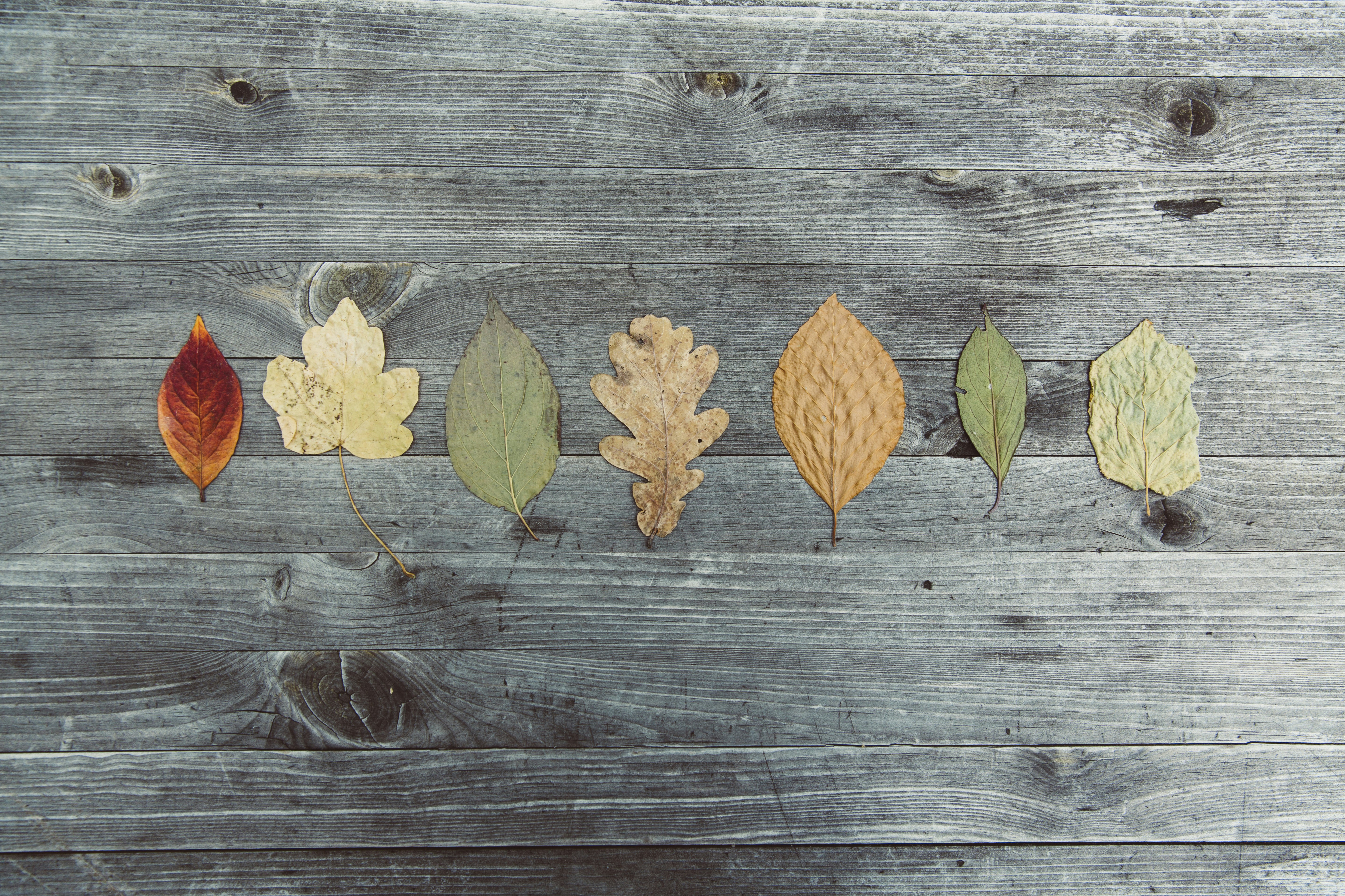 Autumn Leaves in a Linear Row Across Weathered Deck