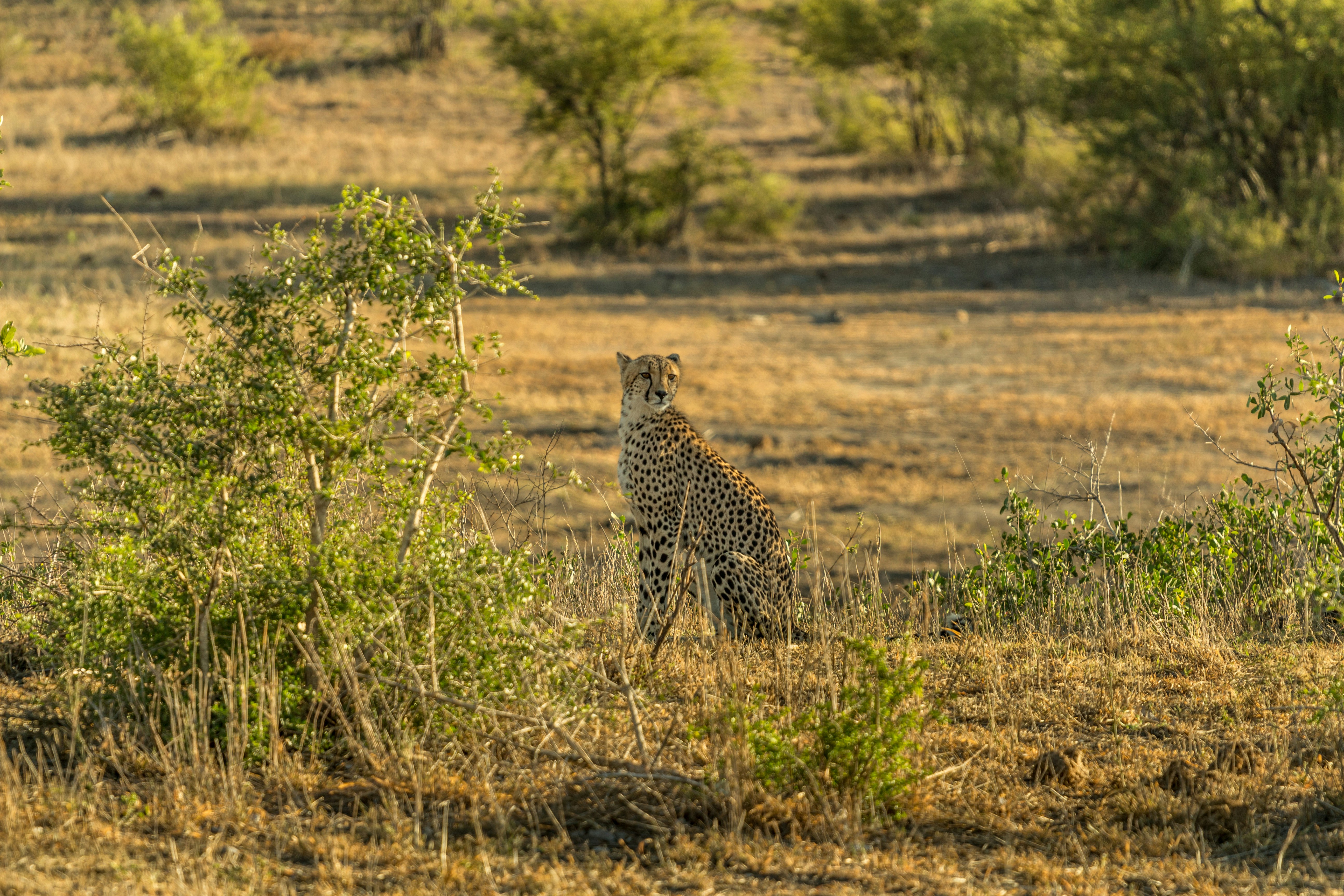 Cheetah poised amidst dry grasslands, glancing back with keen awareness. The natural habitat reflects the wild essence of the African landscape.