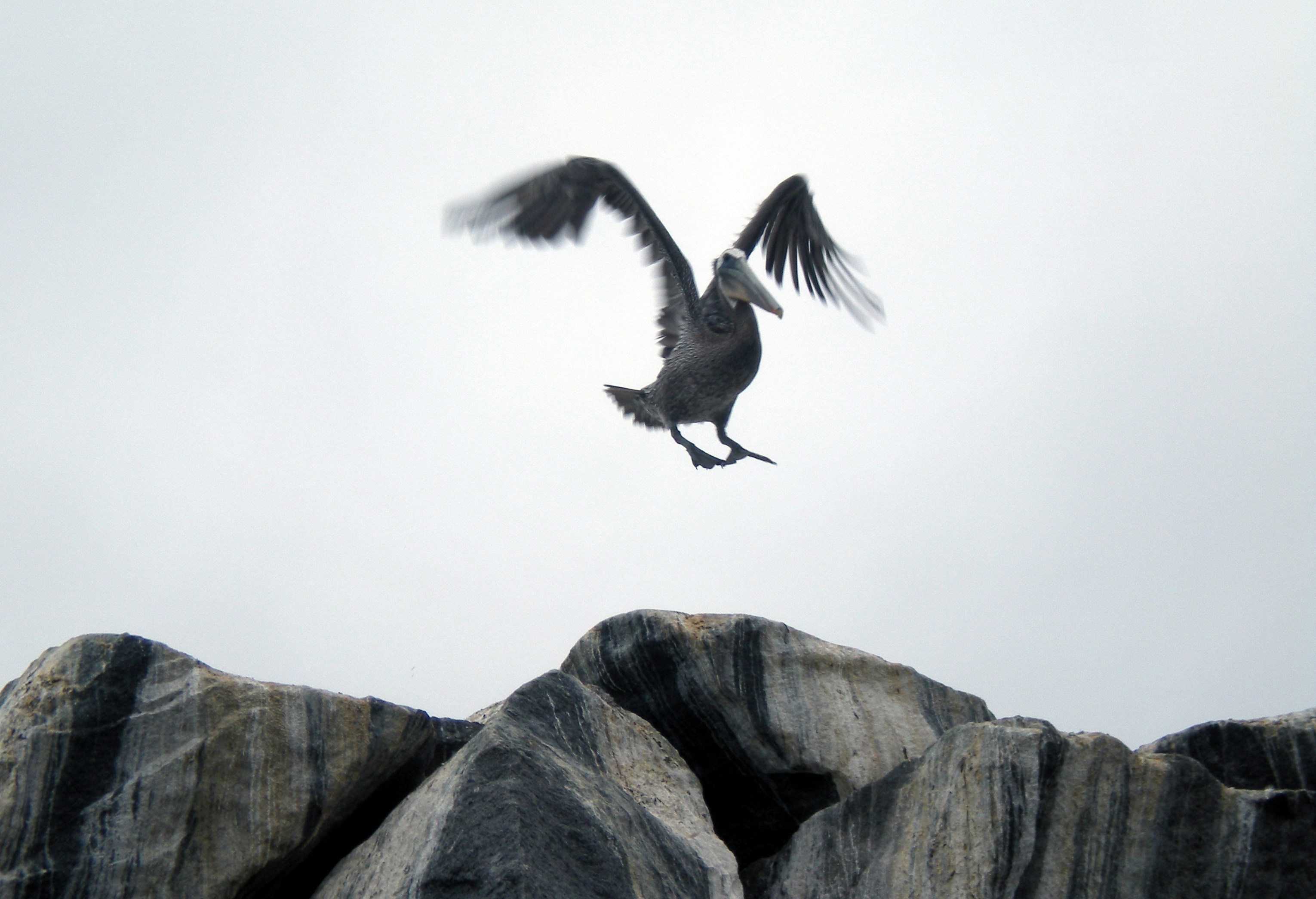 Graceful Ascent Over Granite