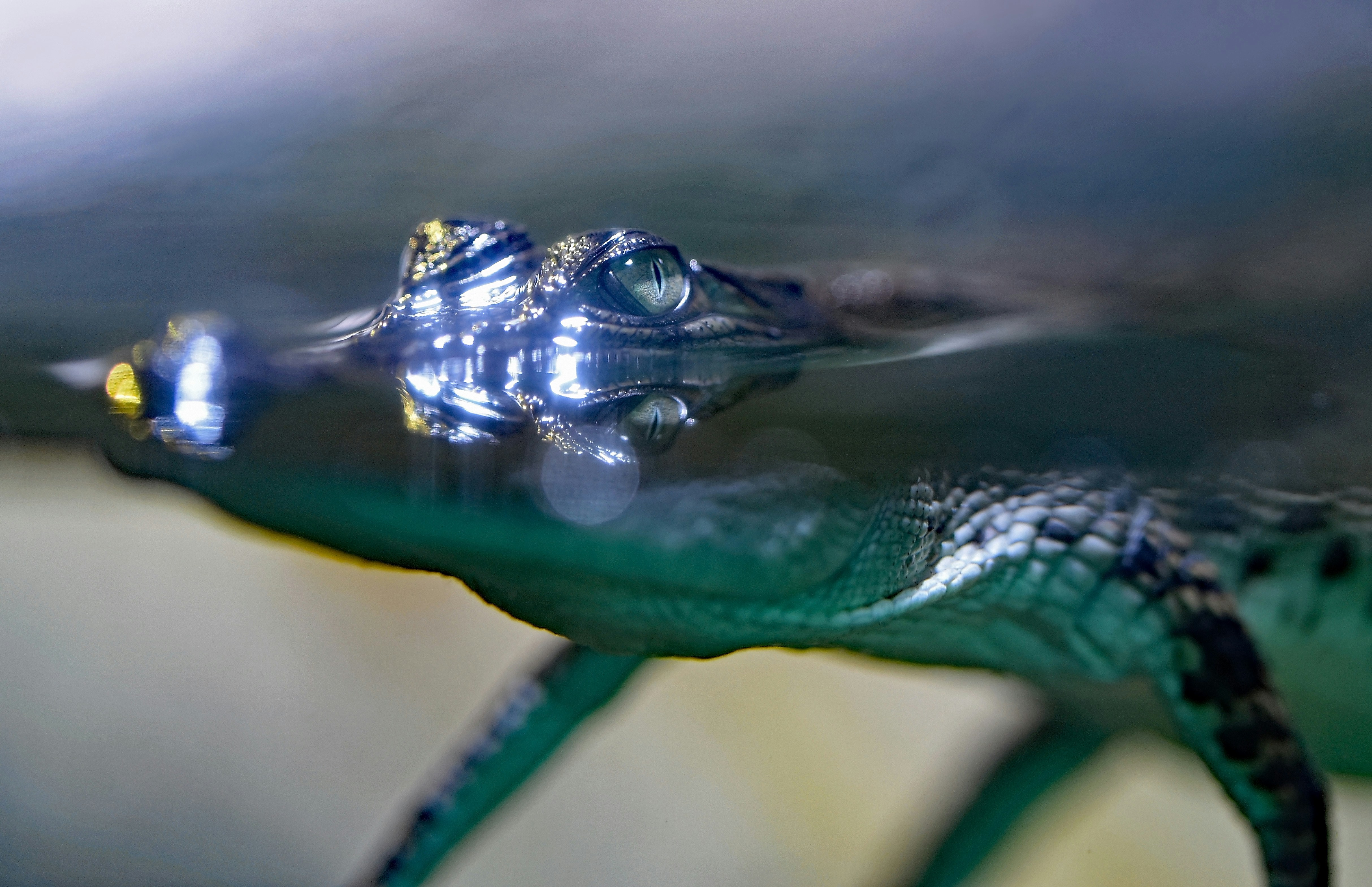 Even baby crocodiles know what to do. Being half submerged like this is typical of crocodiles and alligators. Photo taken at the Cairns Aquarium.