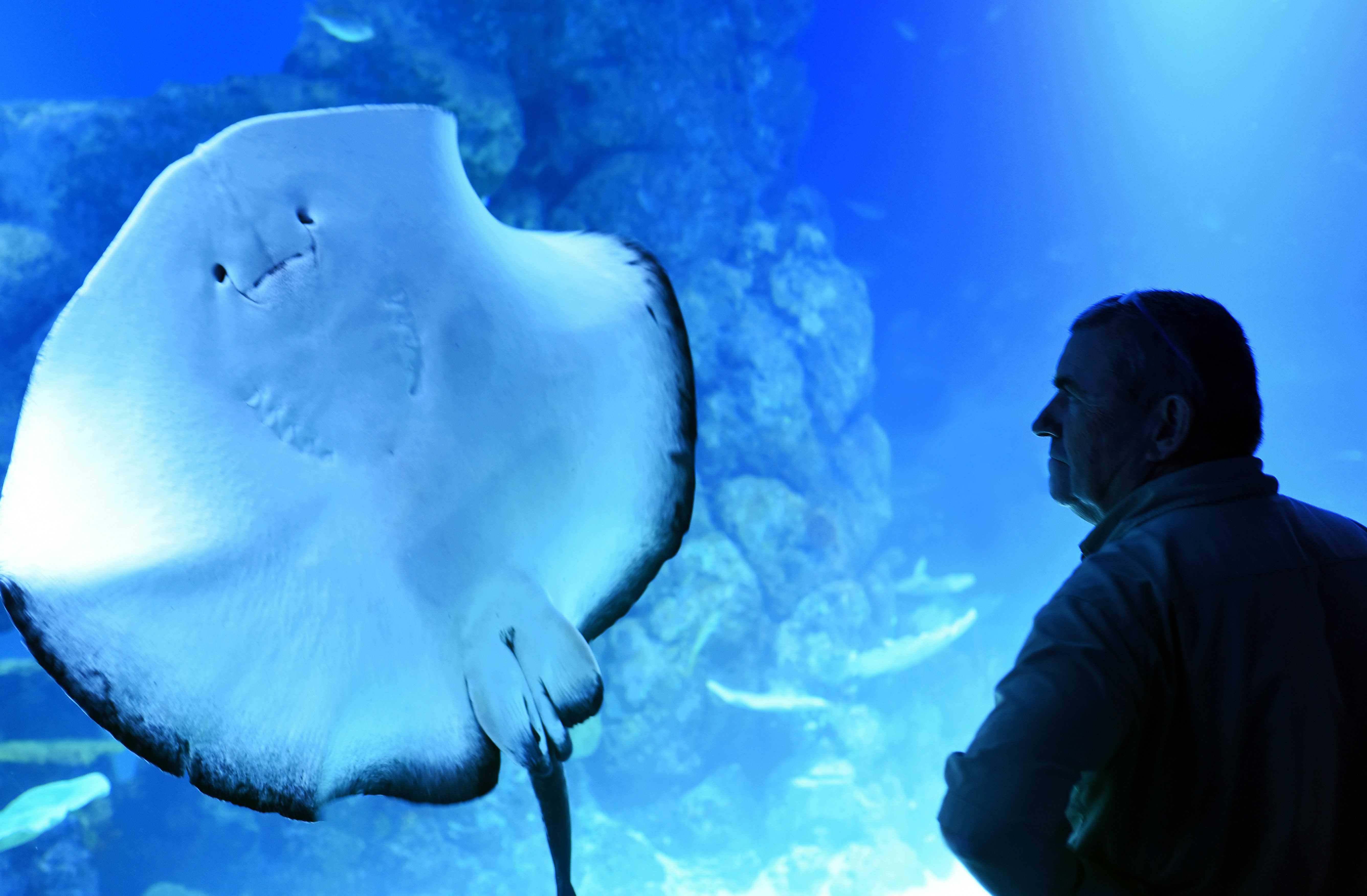 Man standing near manta ray sea creature photo – Free Australia Image ...