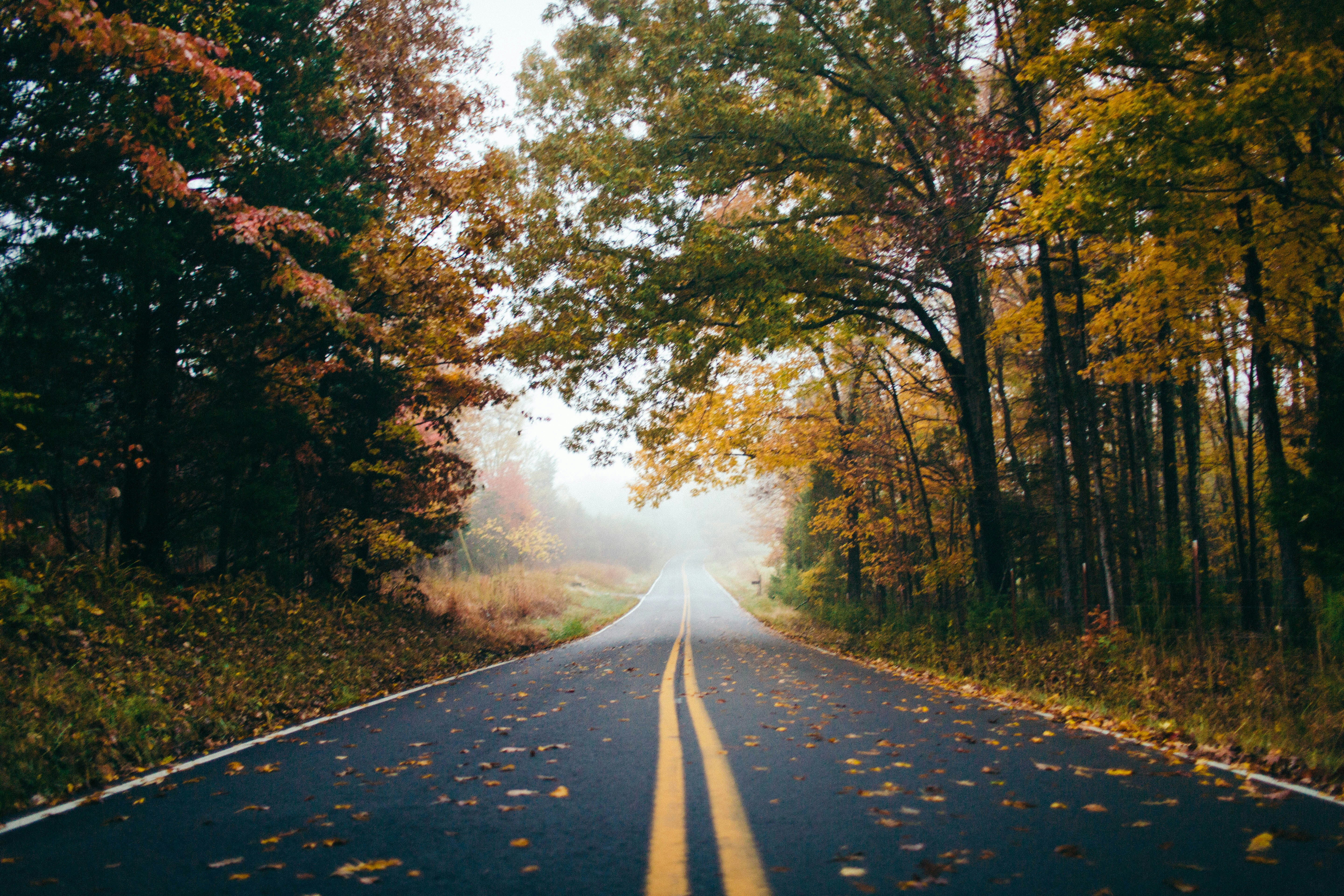 Winding road flanked by vibrant autumn foliage, shrouded in morning mist. The scene evokes a sense of tranquility and adventure.