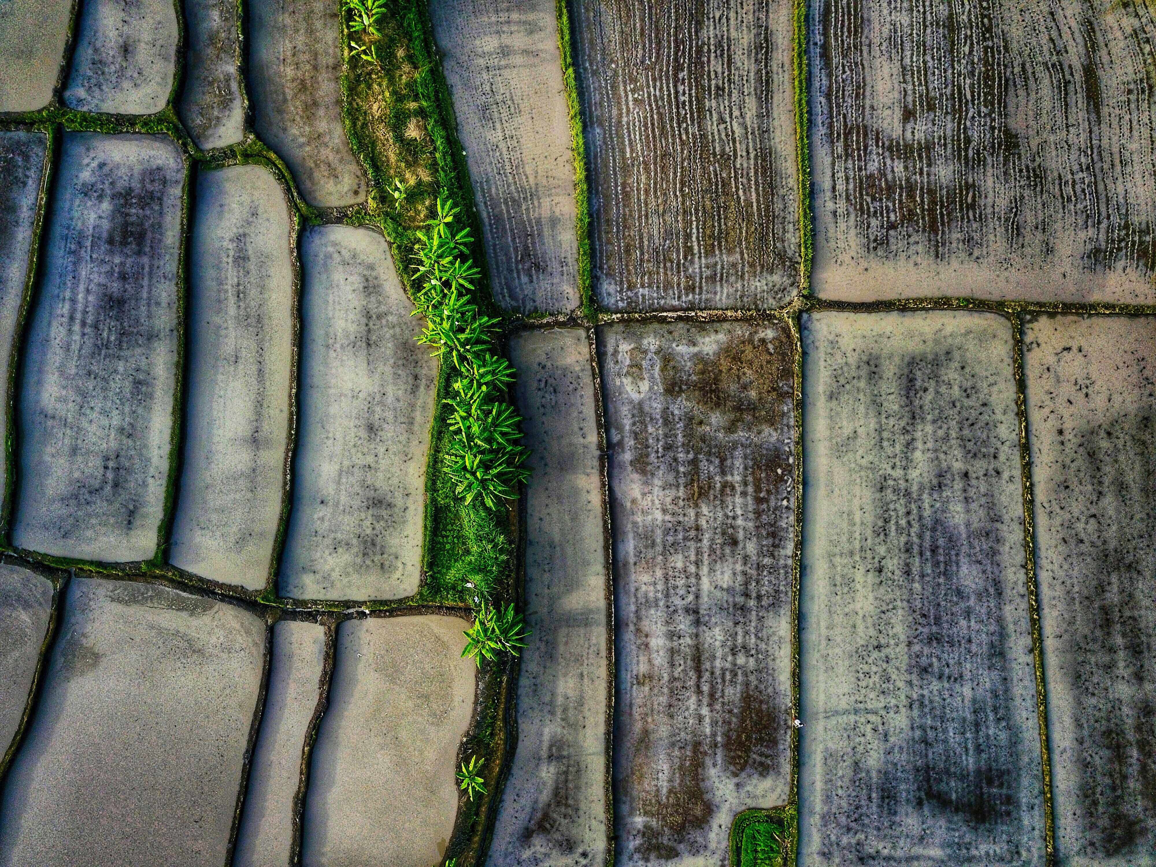 Aerial view of patterned rice paddies with a lush green border of palm trees.