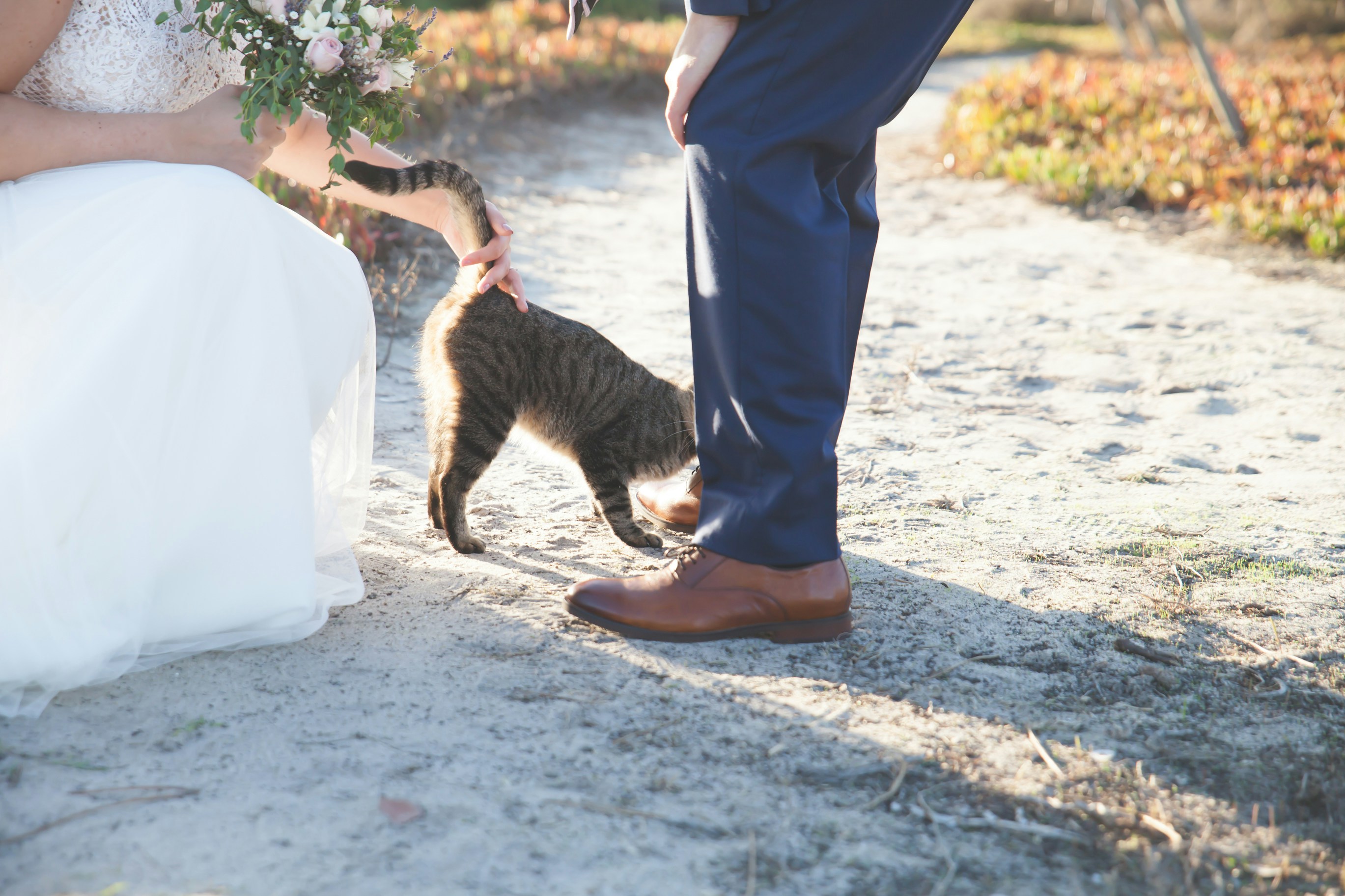 A playful tabby cat curiously approaches a groom's shoe while a bride kneels nearby, capturing a lighthearted moment during a wedding.