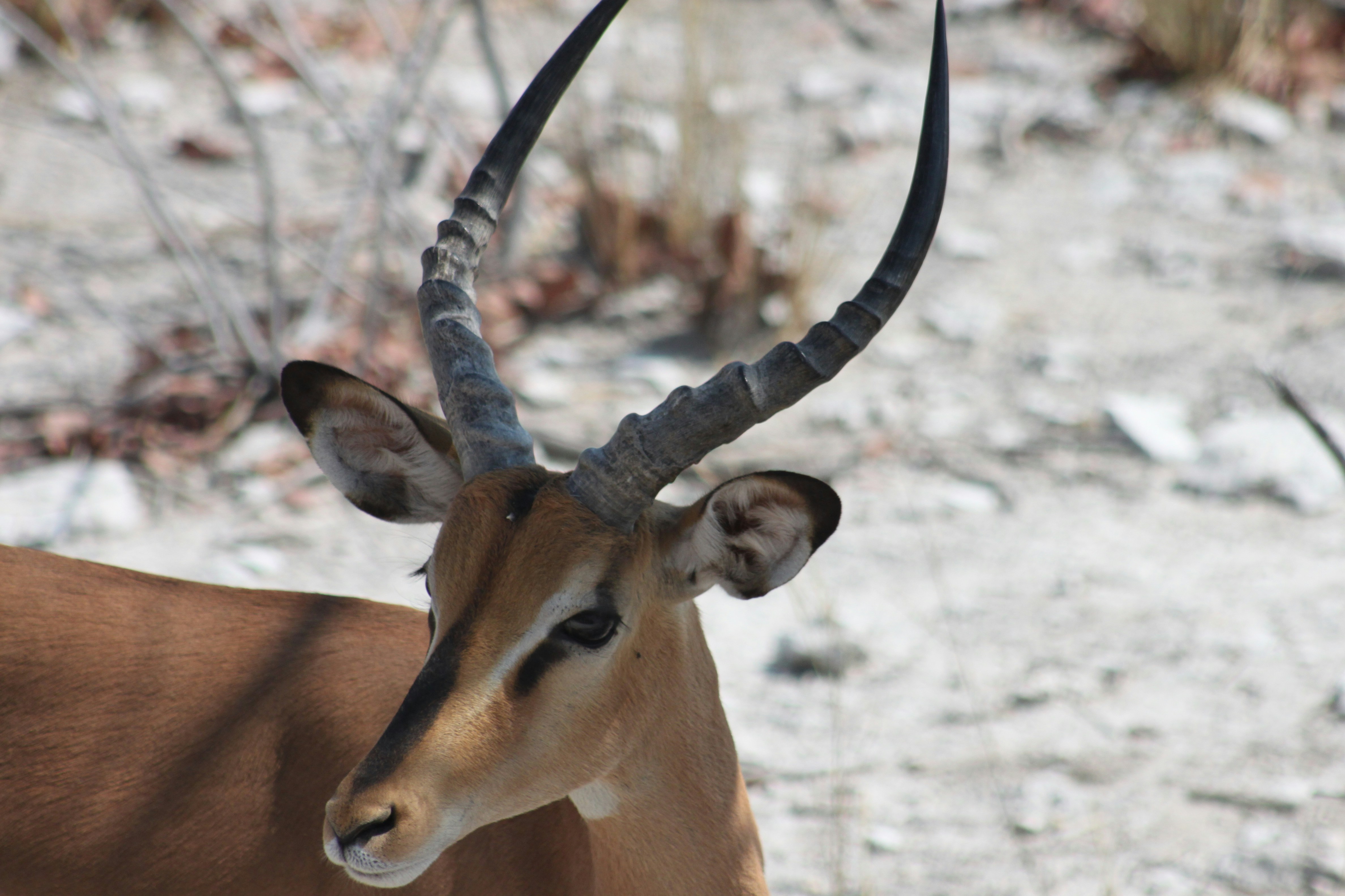 selective focus photo of brown deer