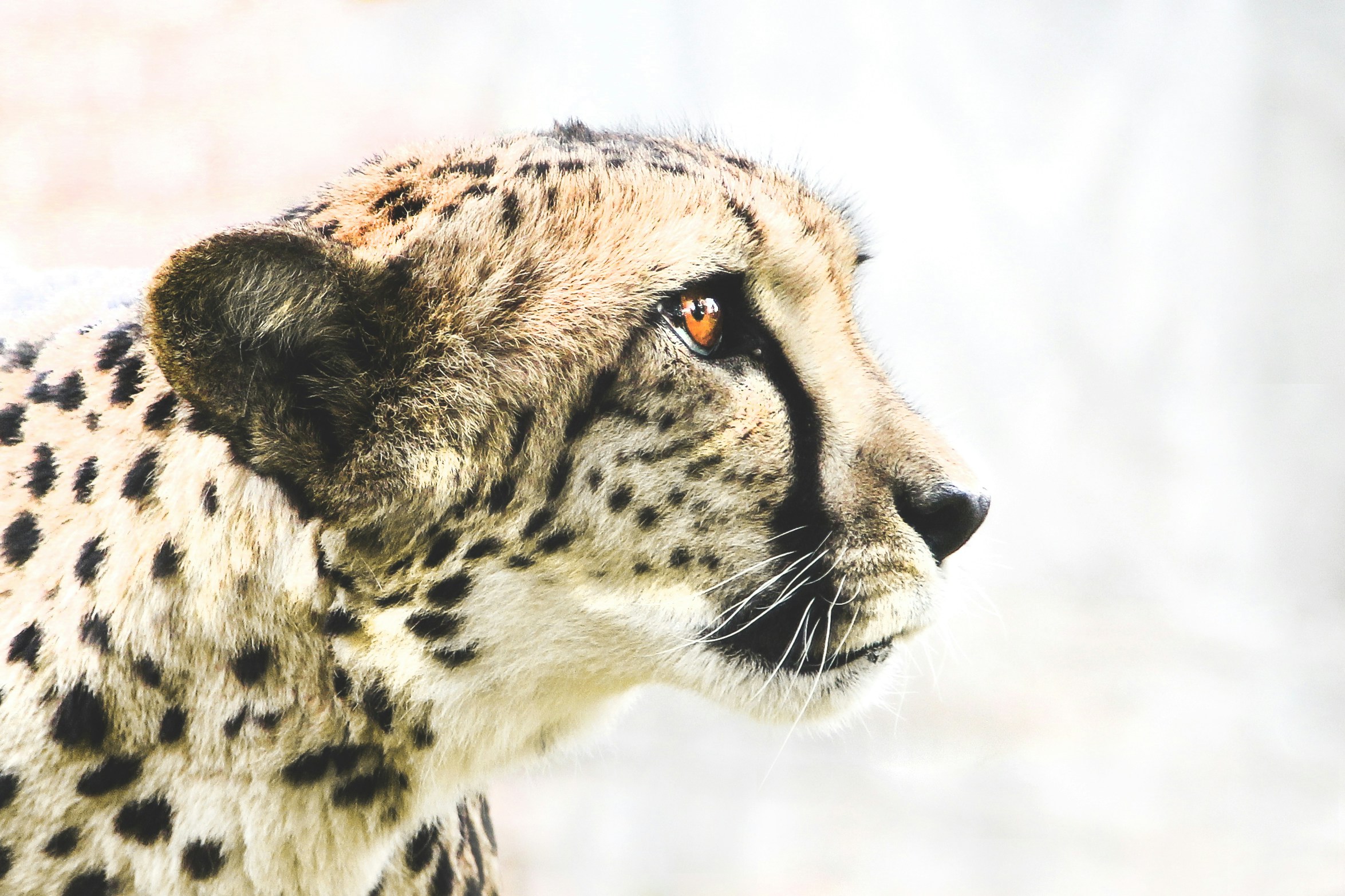 Close-up of a cheetah with distinct black tear marks and spotted coat against a soft background.