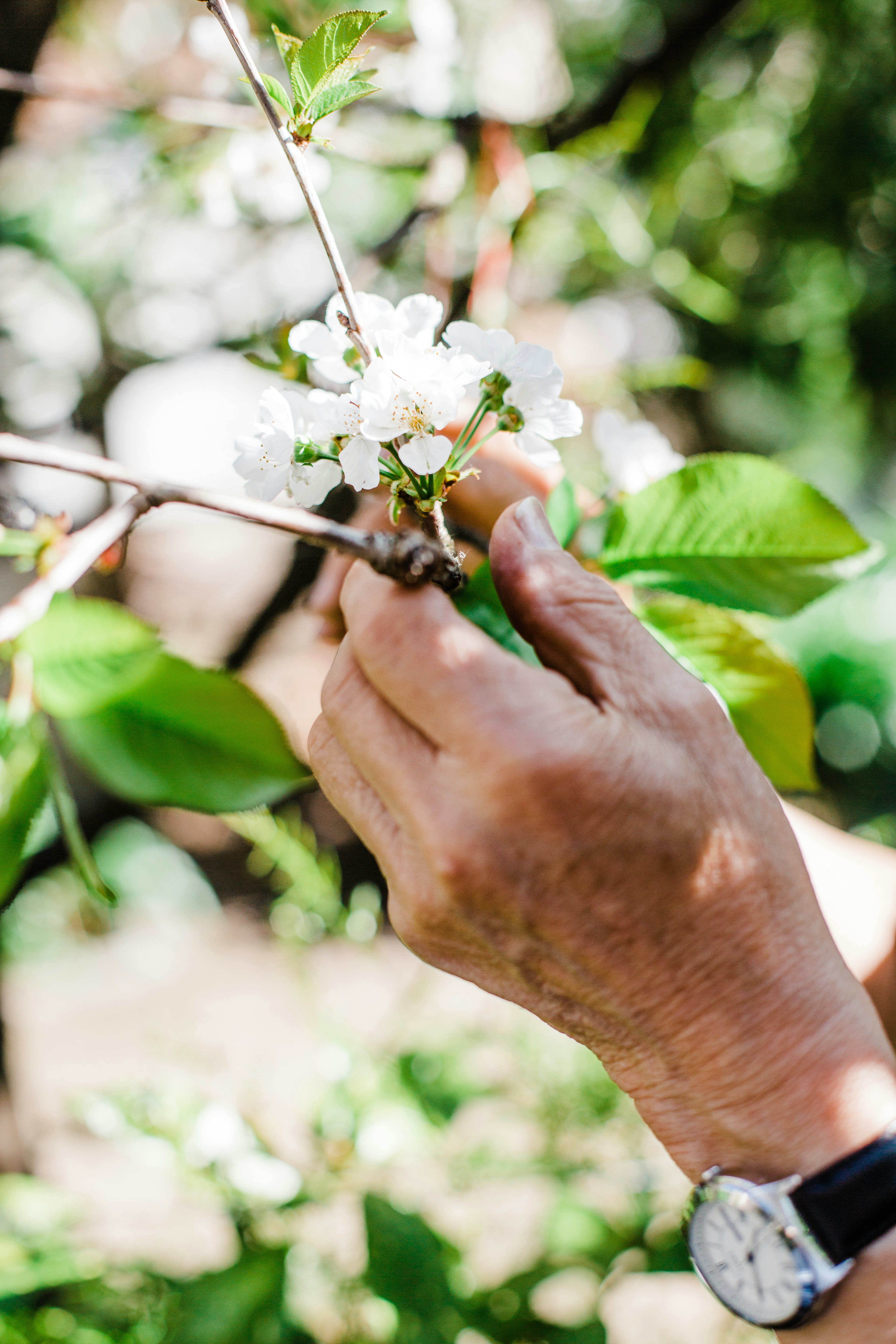 Hand gently reaching for cherry blossoms on a branch, surrounded by vibrant green leaves.