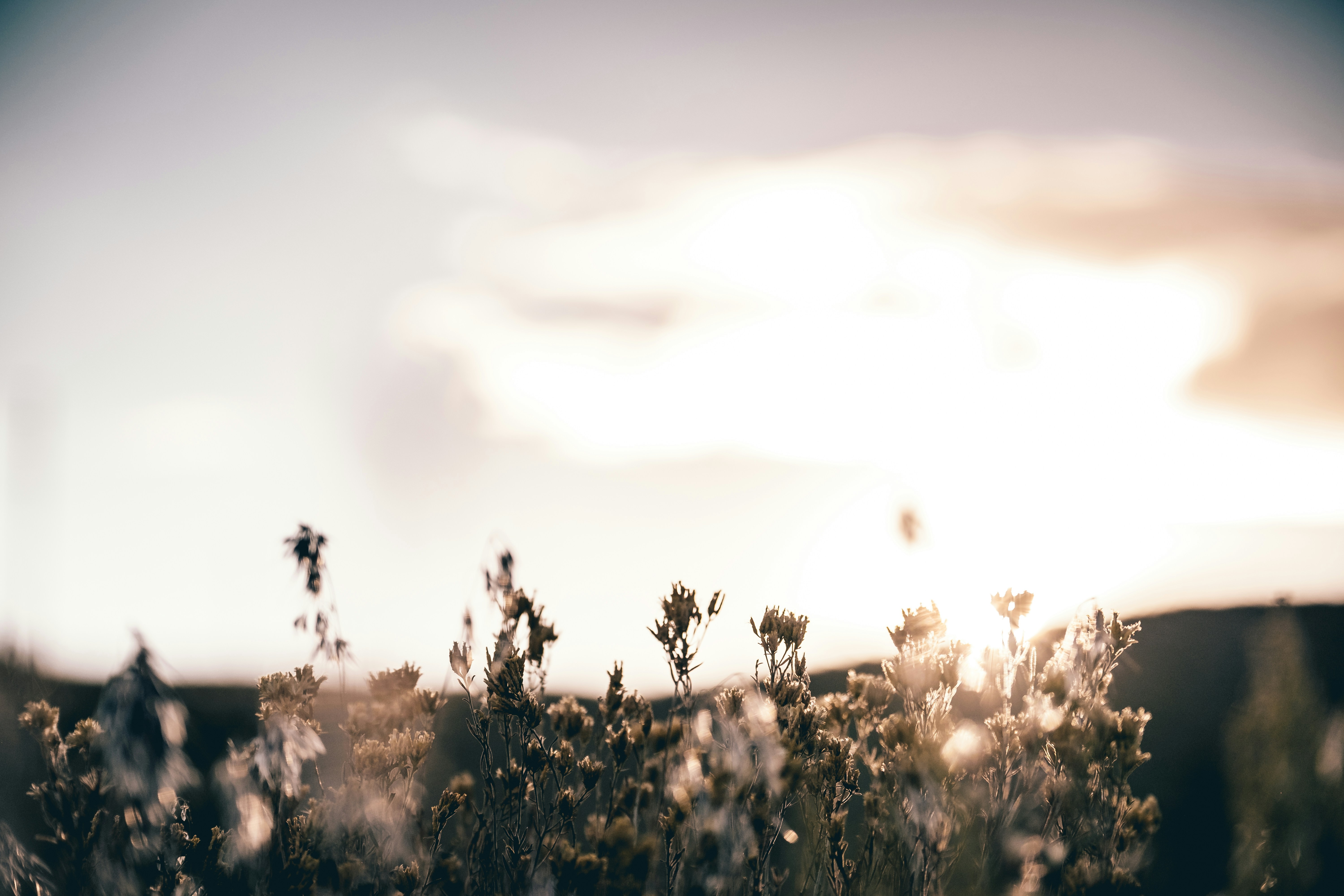 Sunset casting warm light on wildflowers in Evans Canyon, Reno, with a blurred horizon.