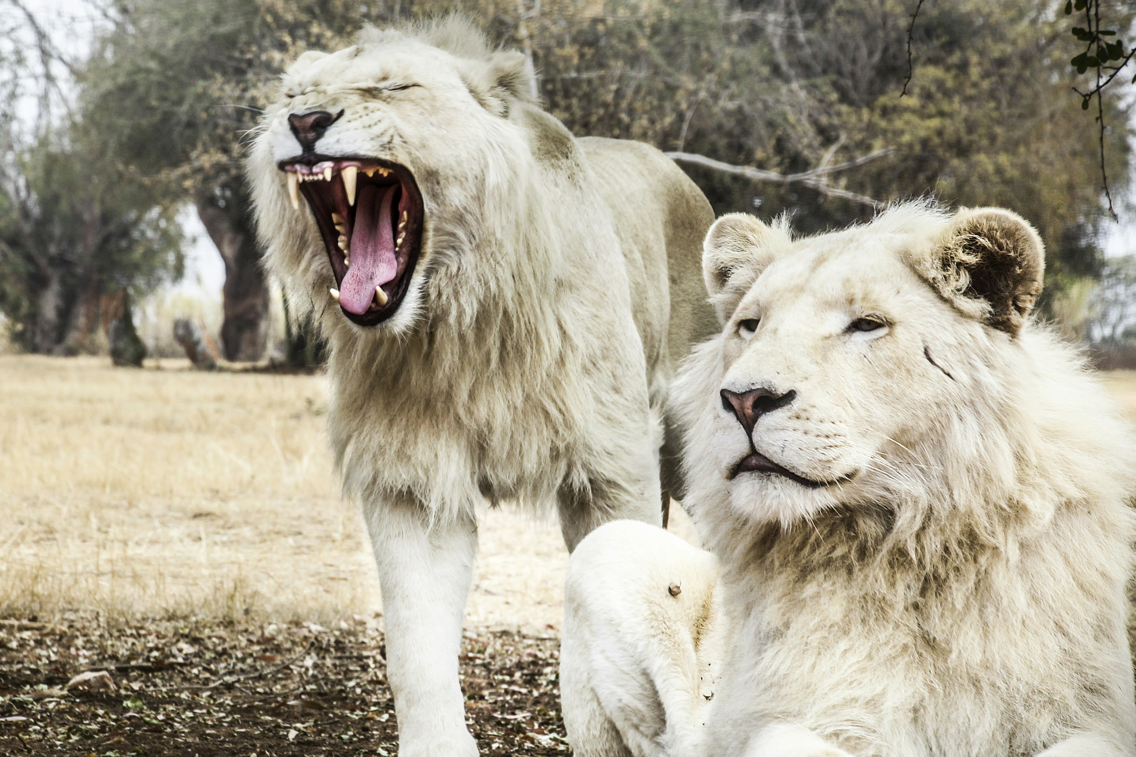 Two white lions resting in a dry, grassy landscape with one lion yawning widely.