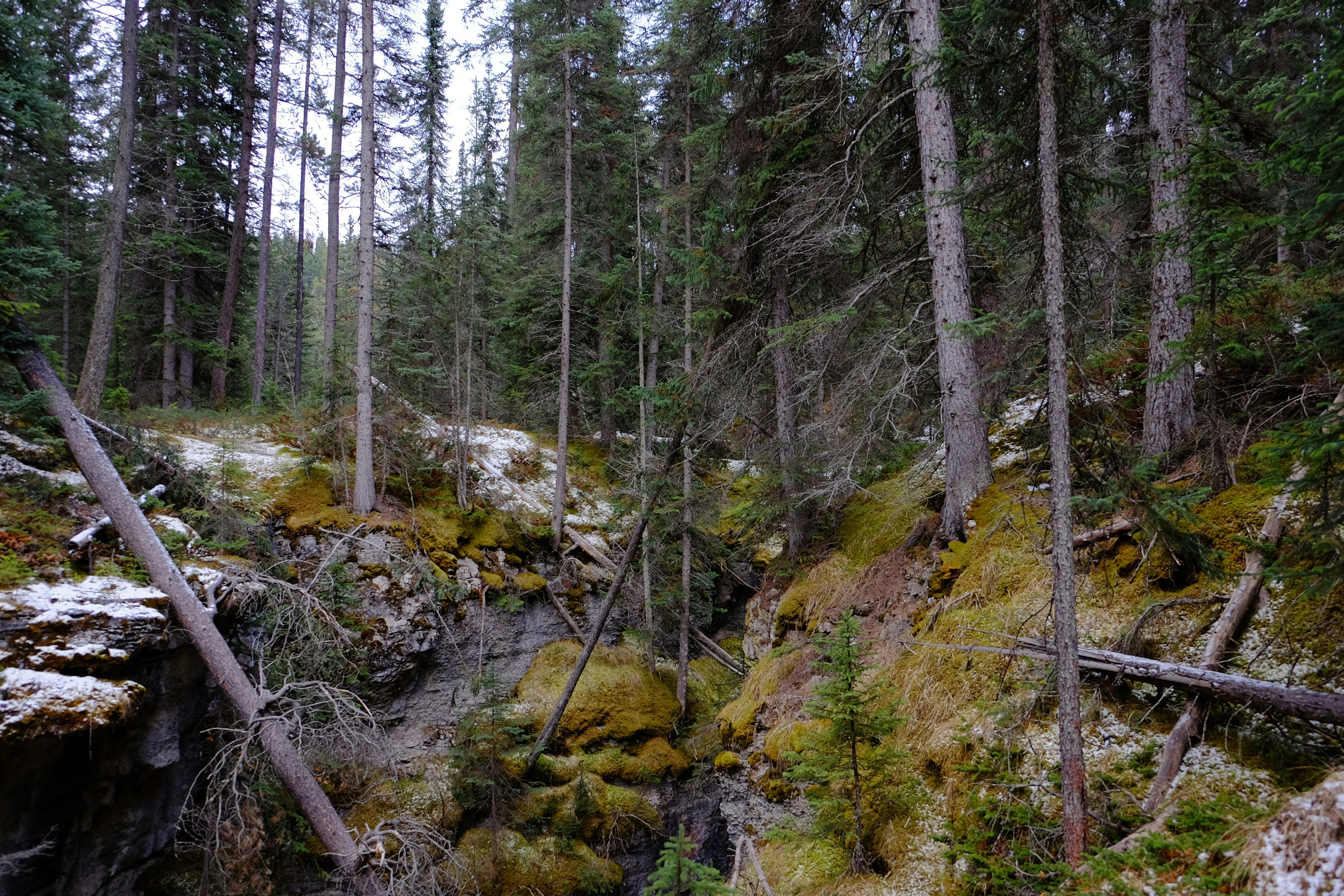 Forest during day photo – Free Explore Image on Unsplash