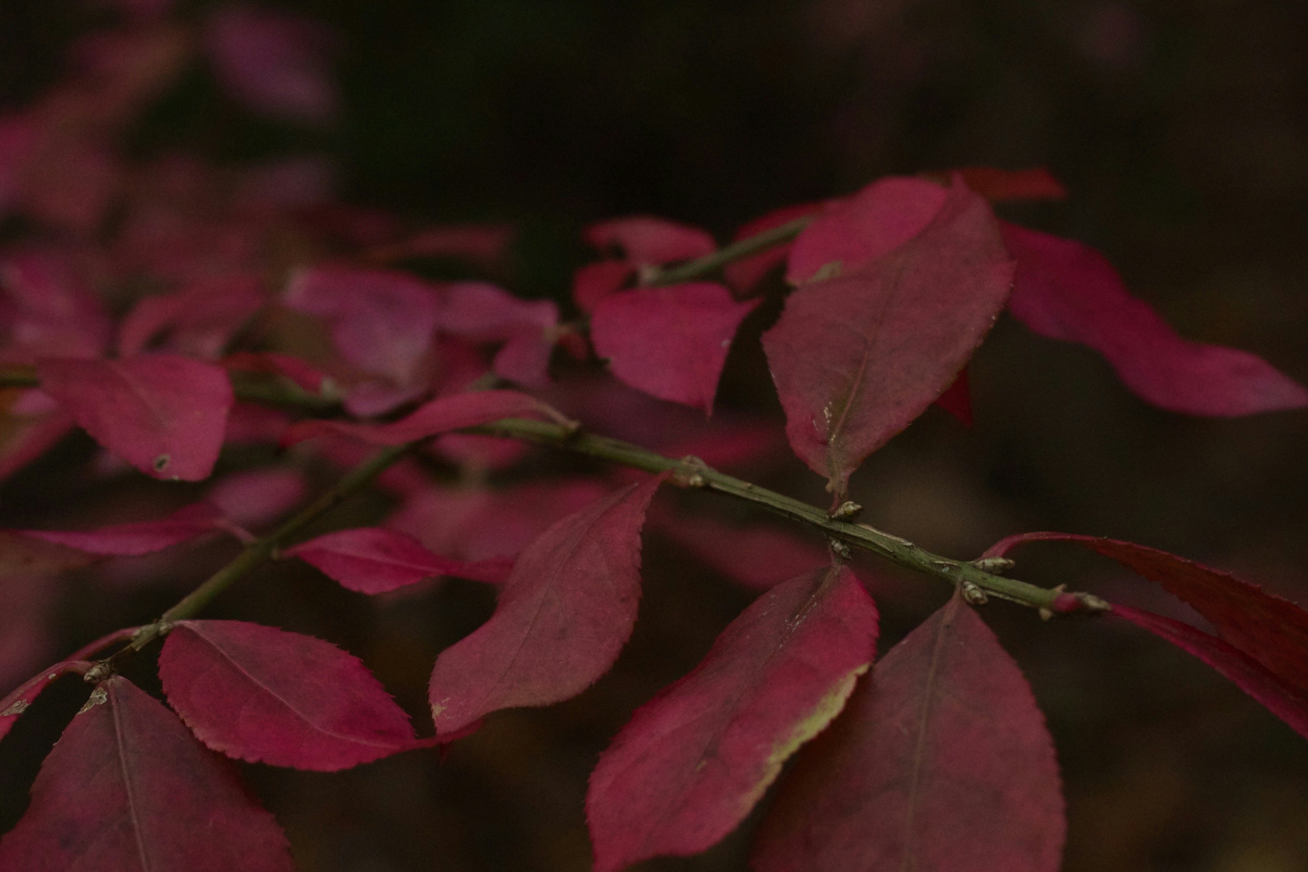 Josh Harrison (@goji) | Communauté photos Unsplash