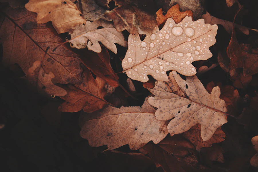 Cluster of fallen oak leaves in warm brown tones, with one pale leaf covered in water droplets near the upper center. Dark background creates a moody, autumn still-life feel.