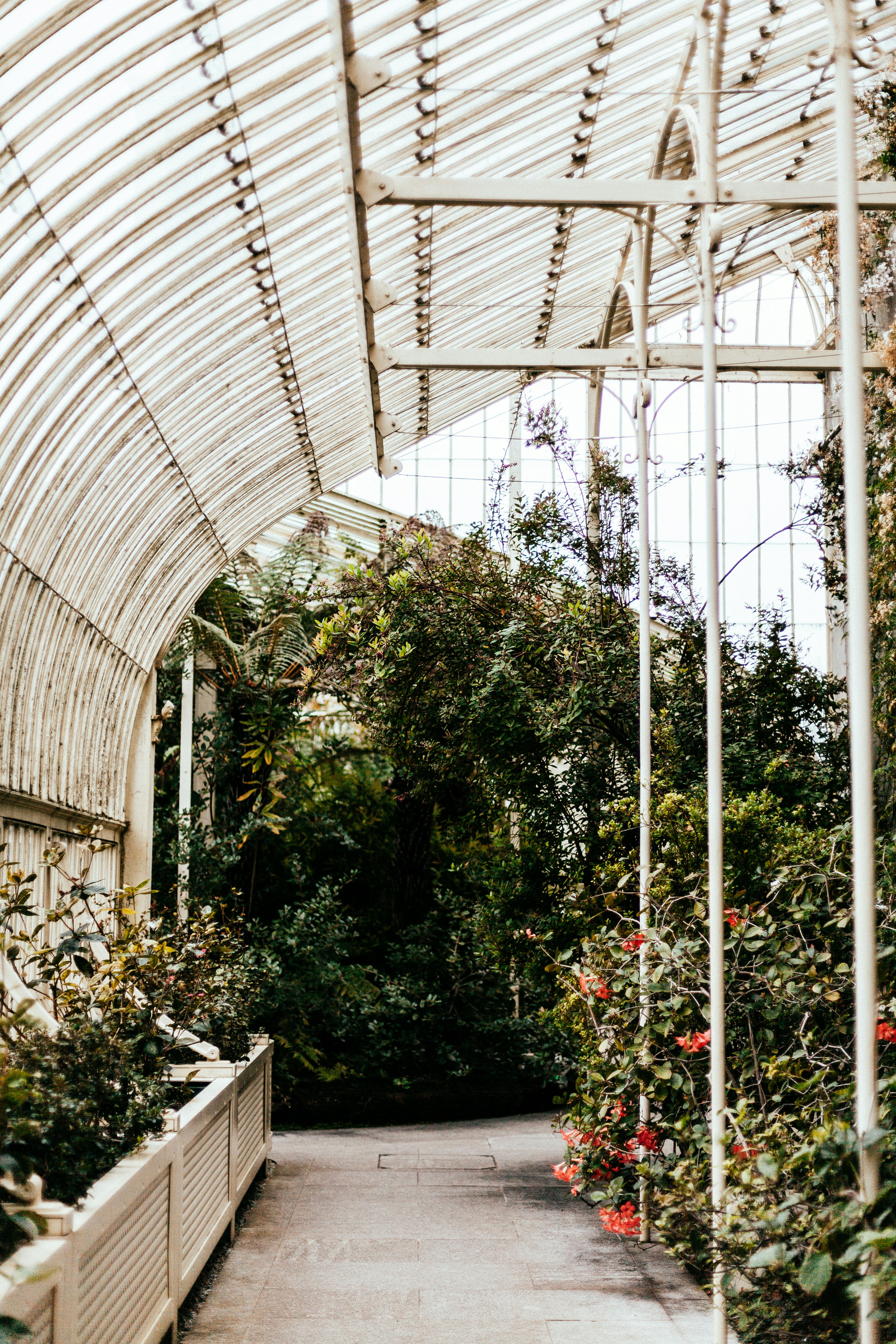 A tranquil walkway in a greenhouse, framed by vibrant foliage and a glass roof that filters natural light.