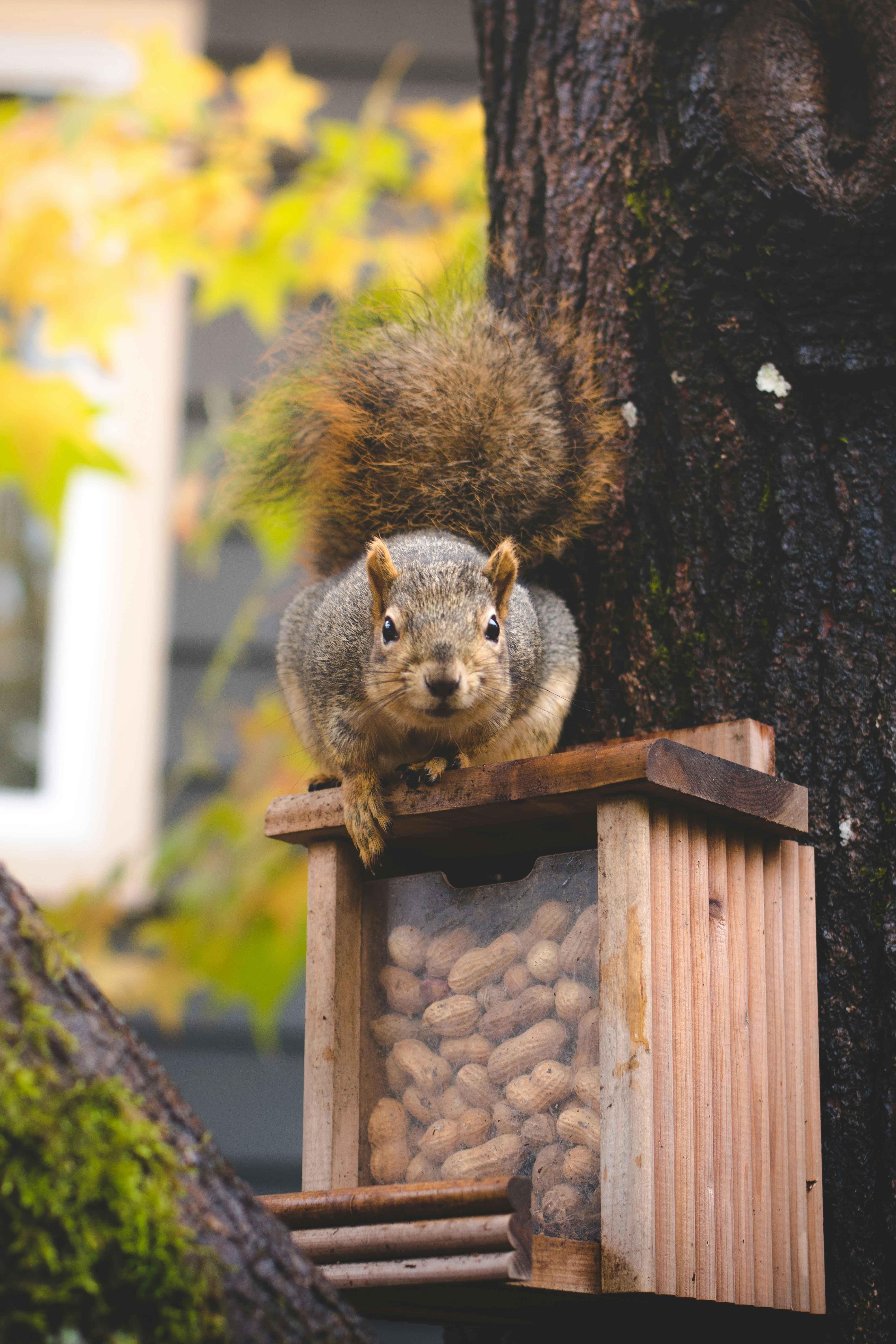 A curious squirrel perched on a wooden feeder filled with peanuts, set against a backdrop of autumn leaves. The scene captures the playful essence of wildlife in a backyard setting.