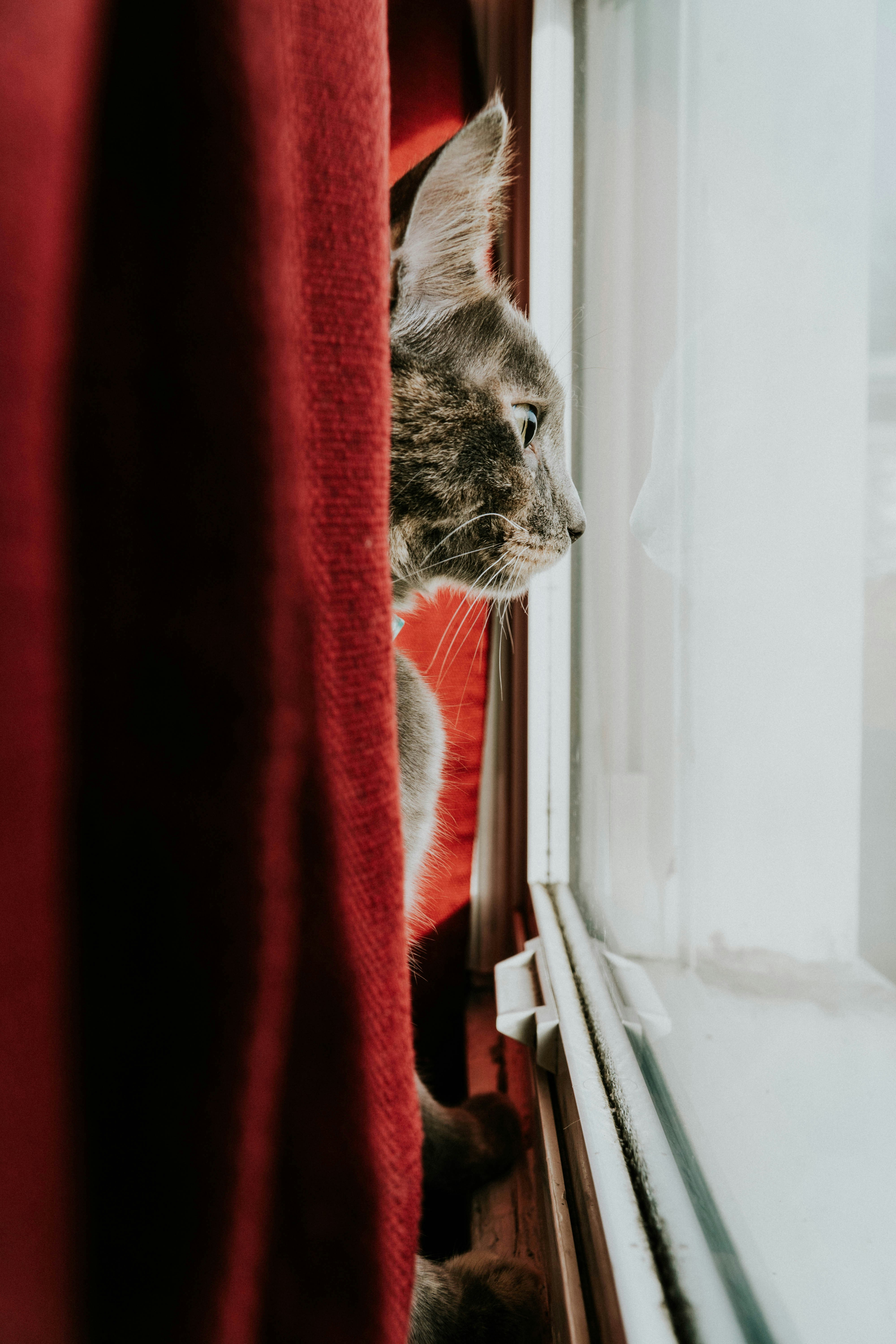 A gray tabby cat gazes thoughtfully out a window, framed by a rich red curtain. The soft light highlights its curious expression.