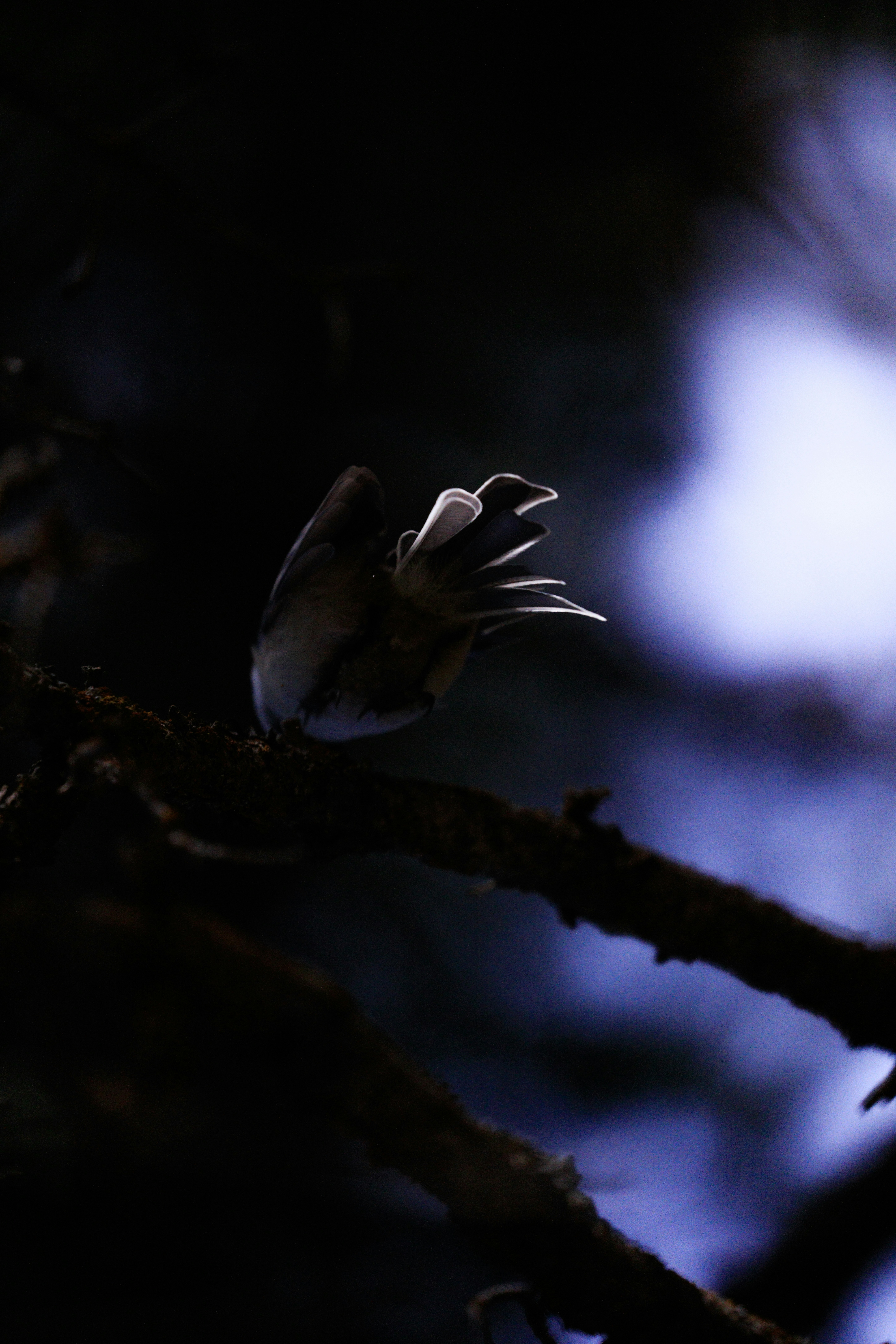Winged Whisper on a Moonlit Branch Beneath Indigo Backlight