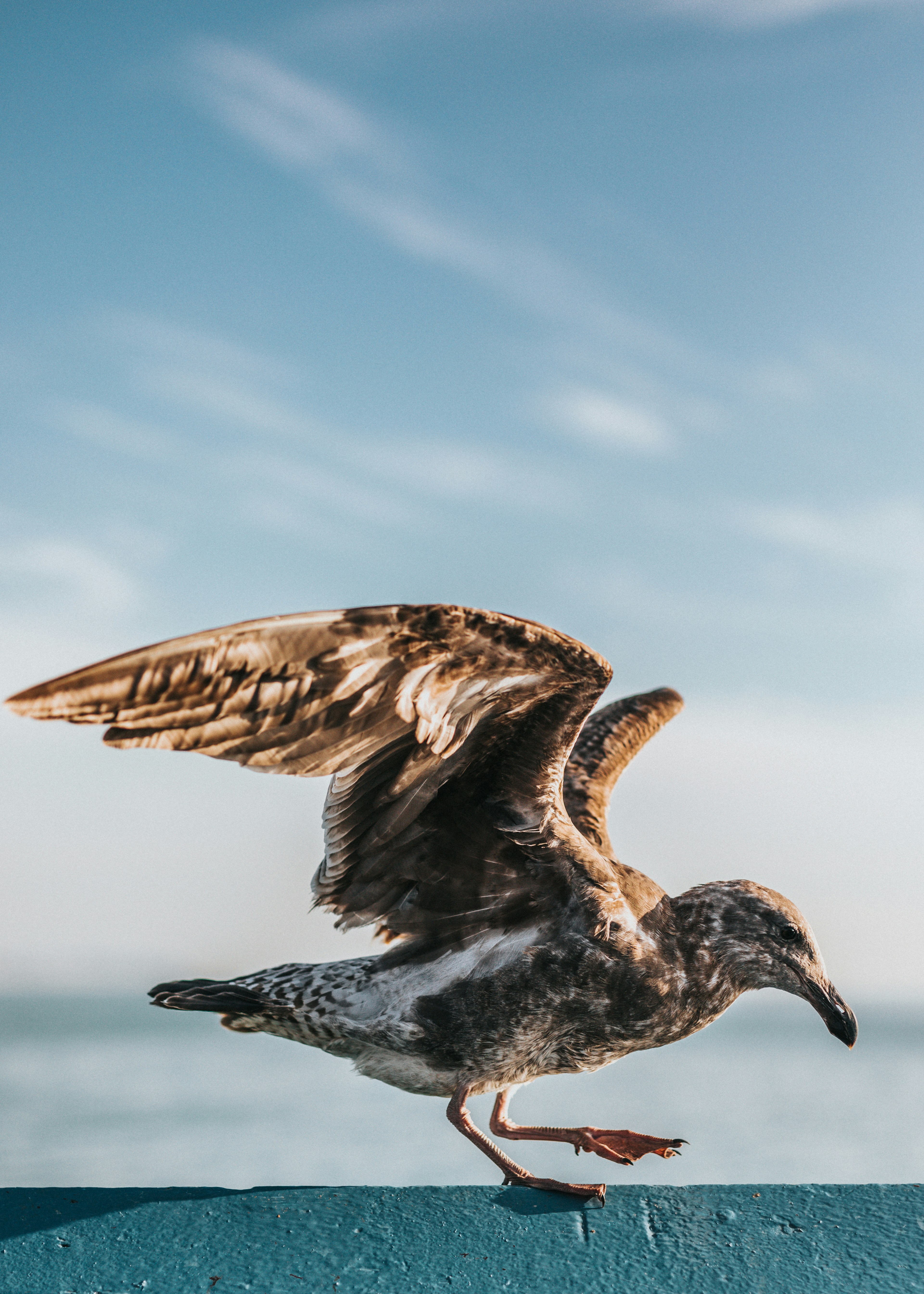 A seagull landing on a vibrant blue railing, wings spread wide against a clear sky. The ocean glimmers in the background.