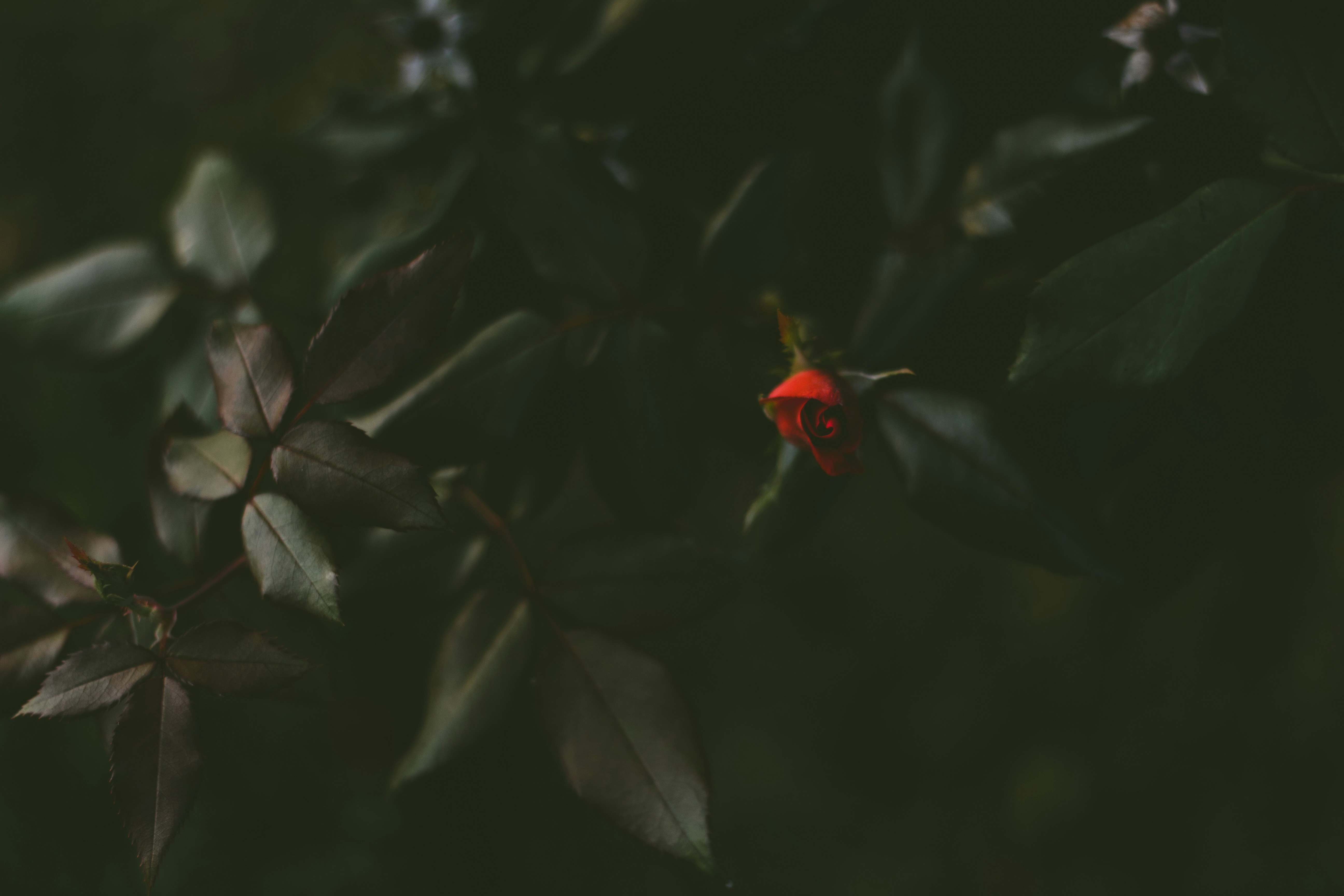Red rose photo – Free Springfield Image on Unsplash