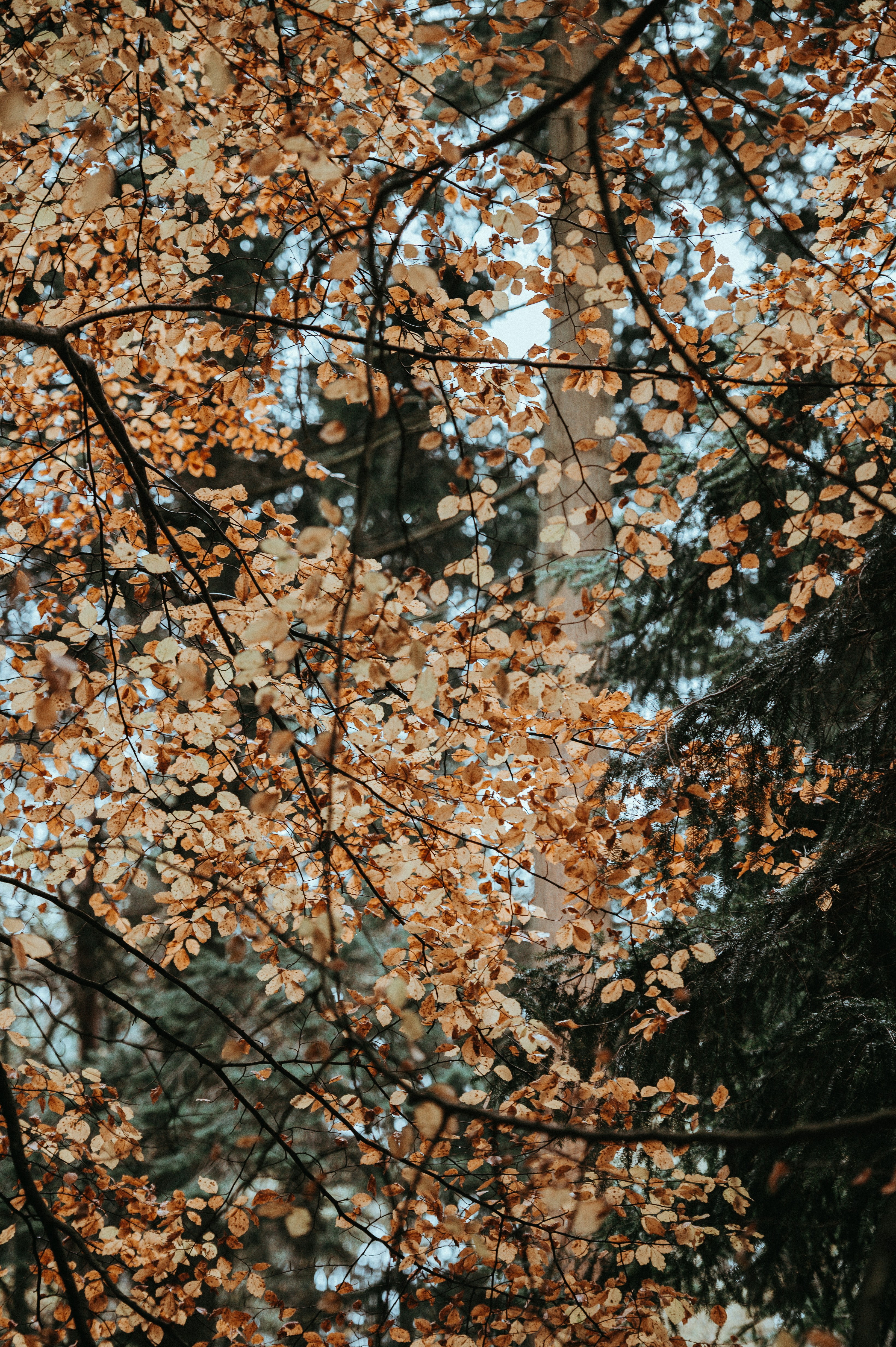 Amber Canopy: Sunlit Leaves Weaving Through a Quiet Forest